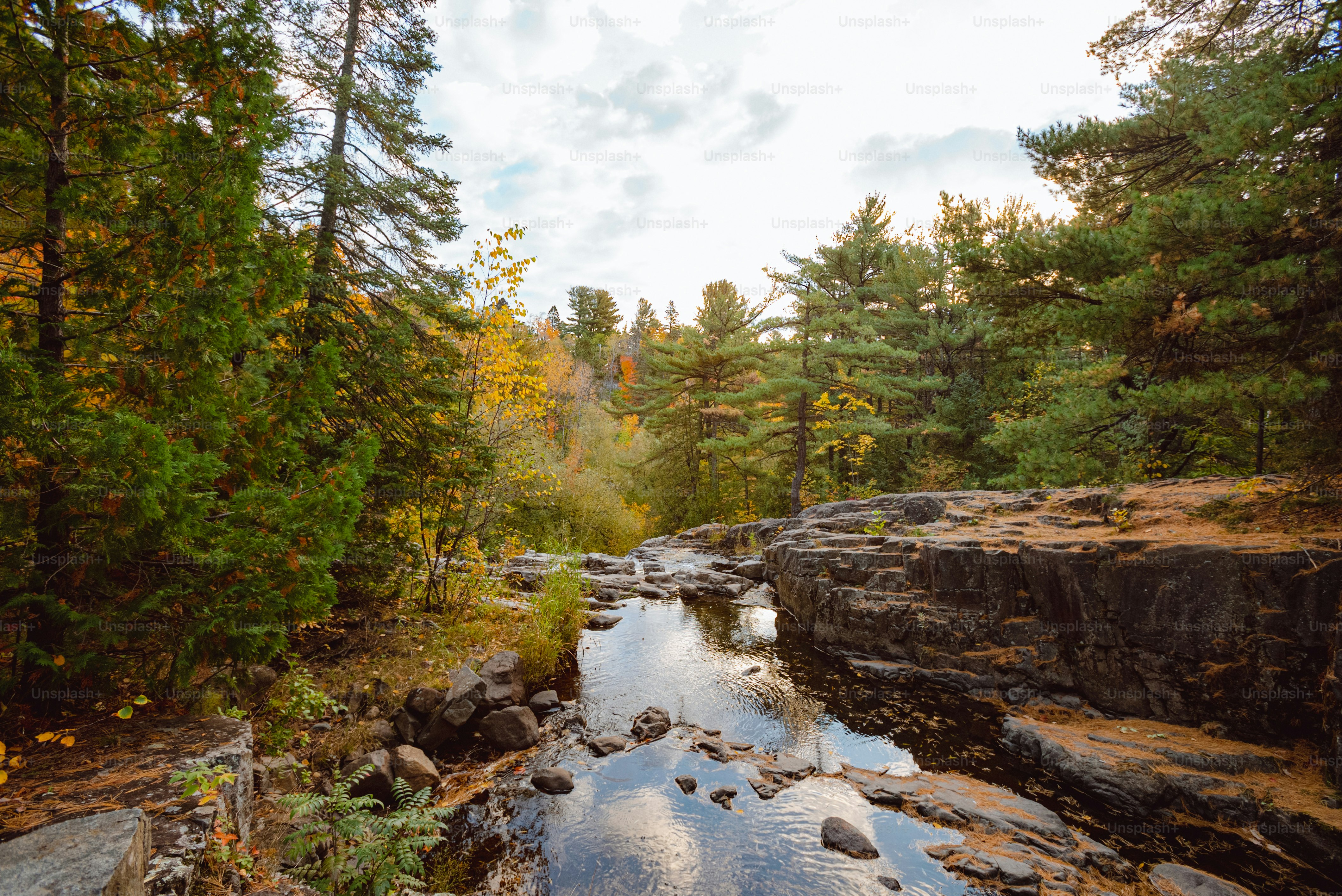 A river running through a forest filled with lots of trees photo ...