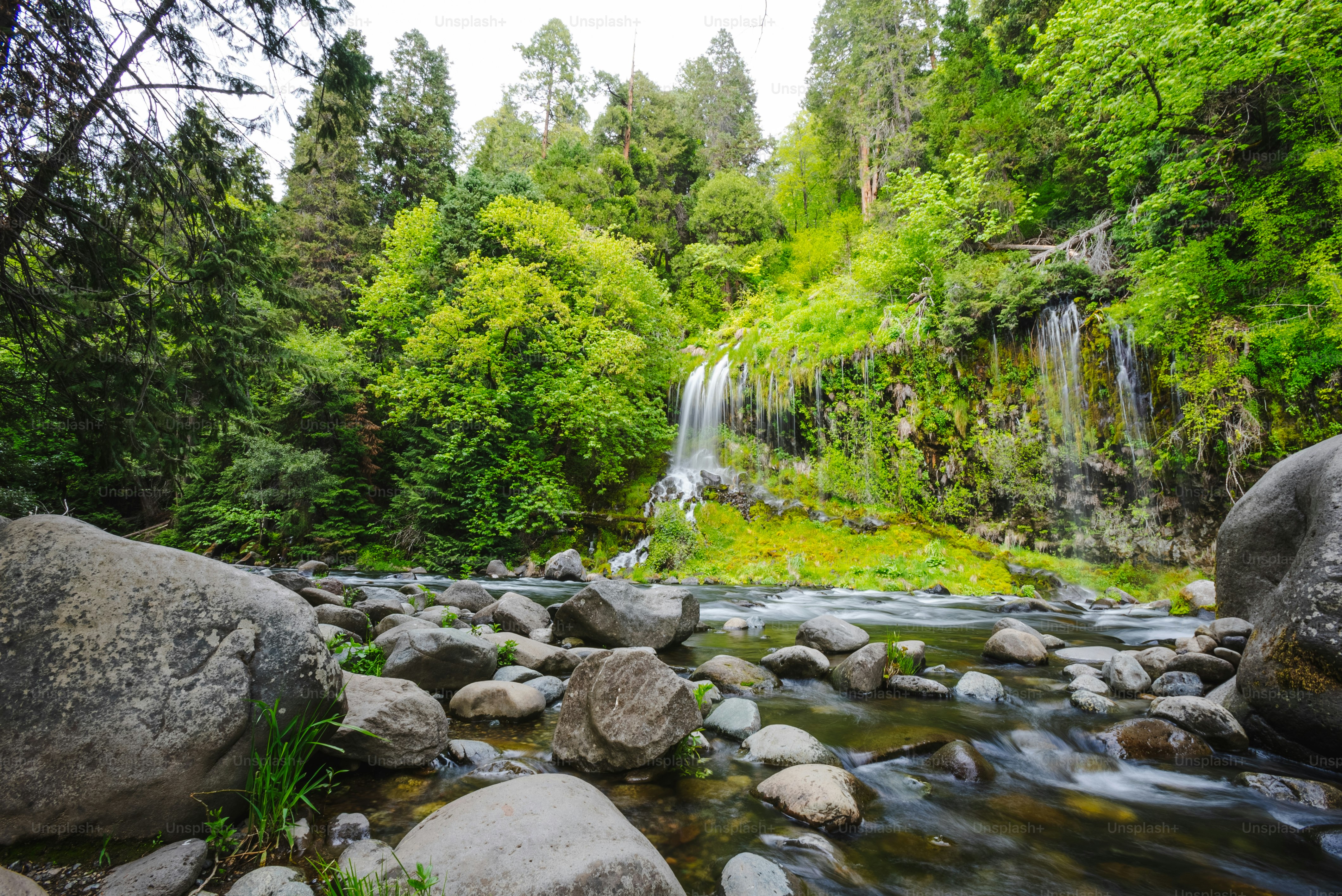 A stream running through a lush green forest photo – Usa Image on Unsplash