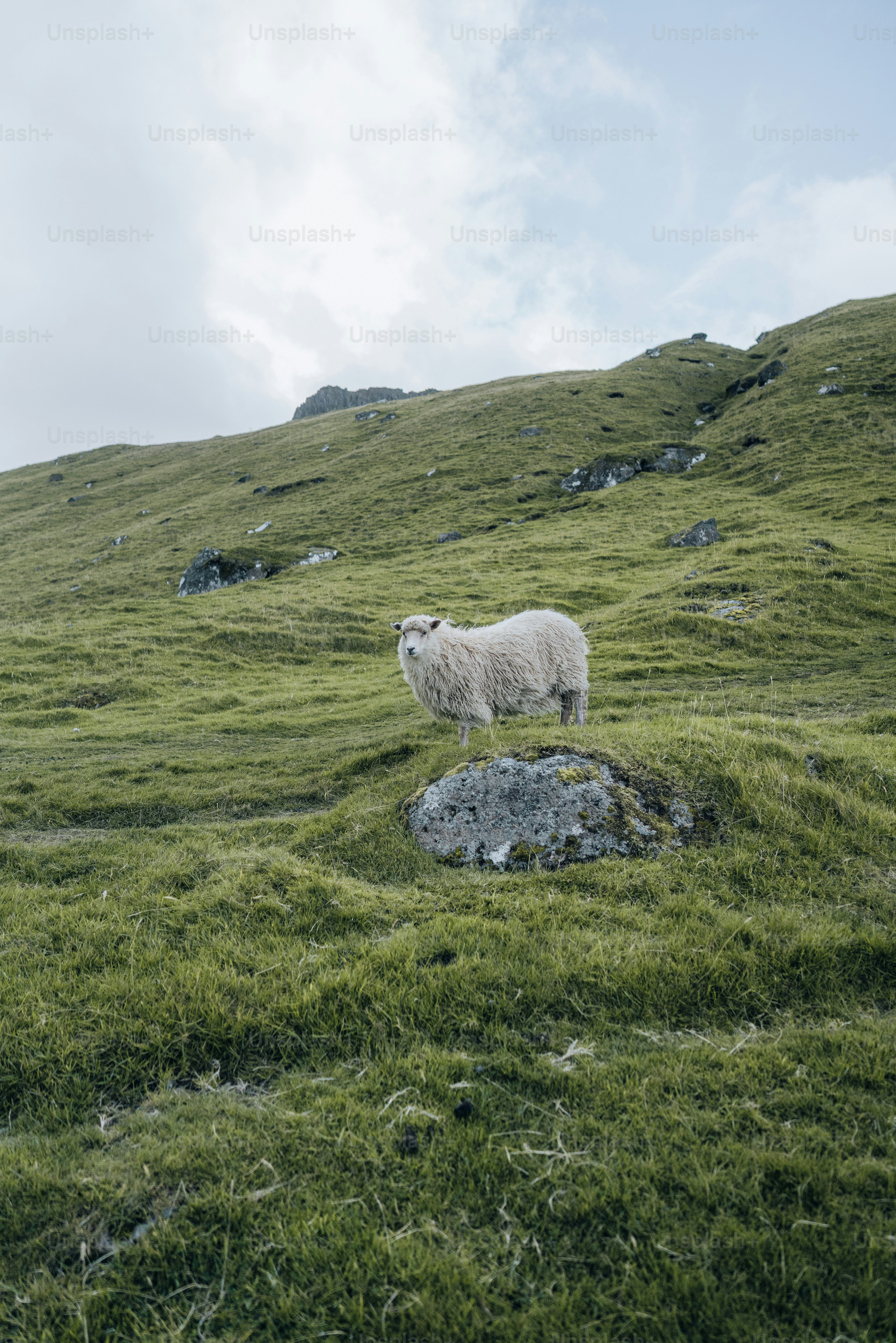 Lost Sheep Pictures | Download Free Images on Unsplash