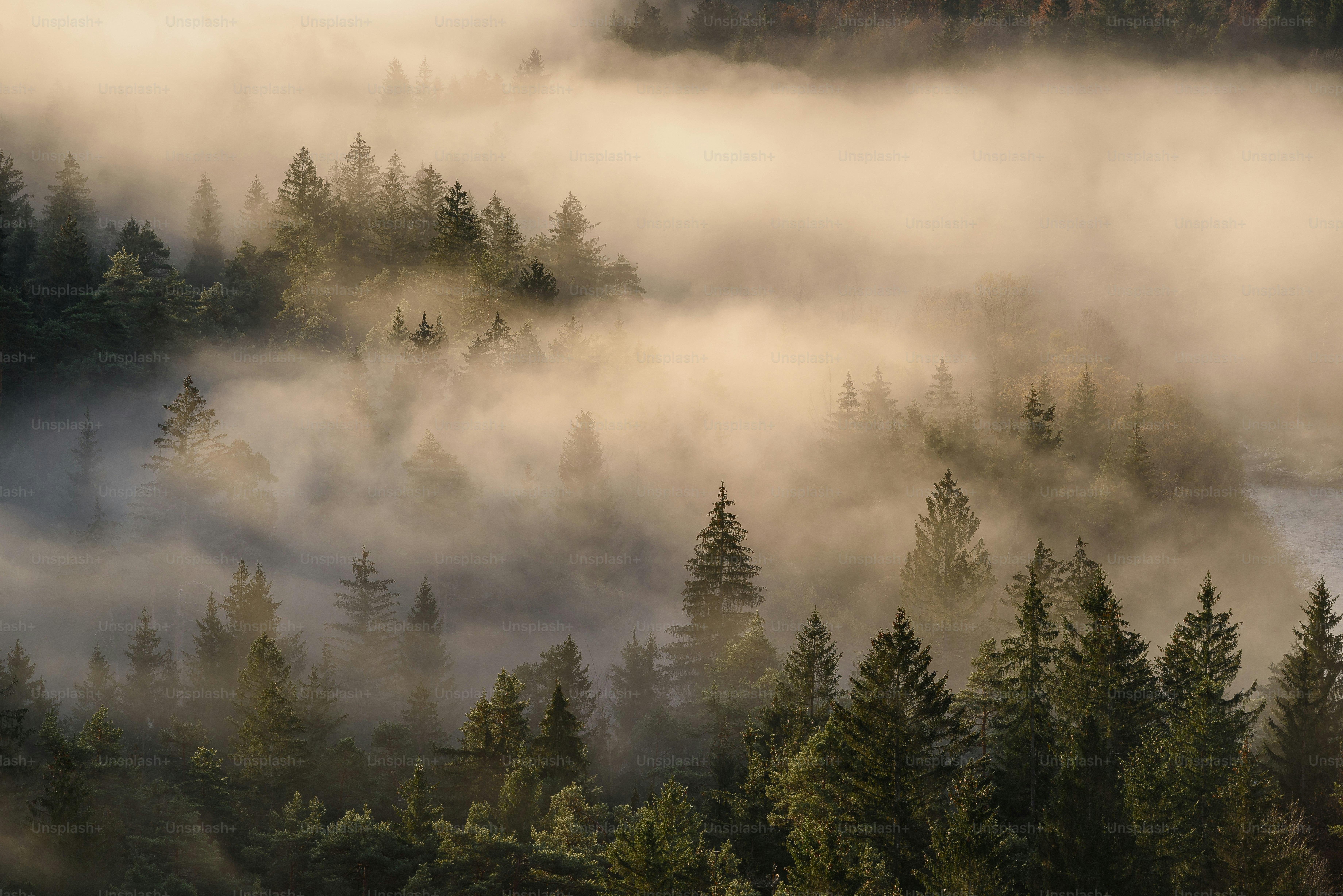A forest filled with lots of trees covered in fog photo – Image on Unsplash
