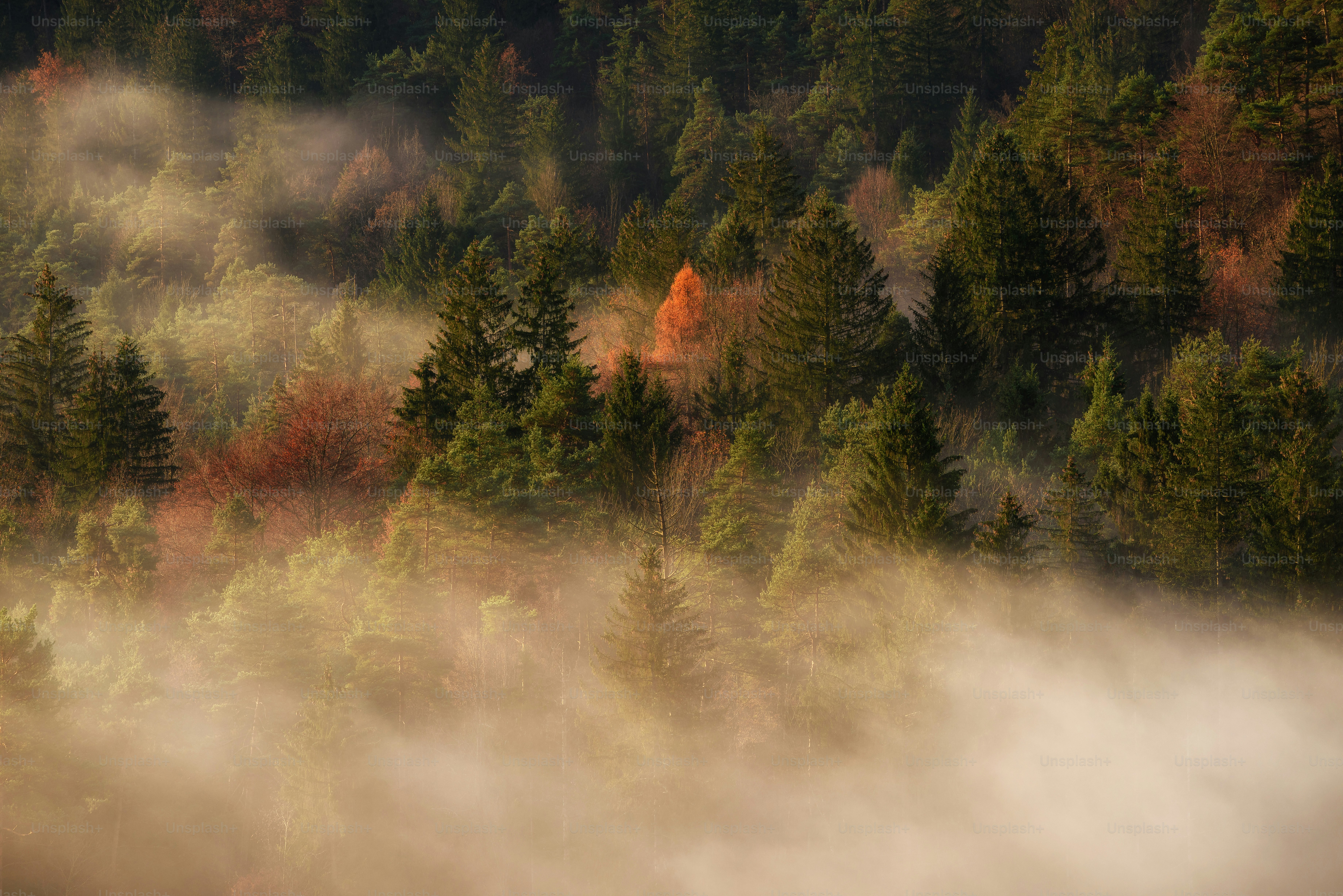 A forest filled with lots of trees covered in fog photo – Image on Unsplash