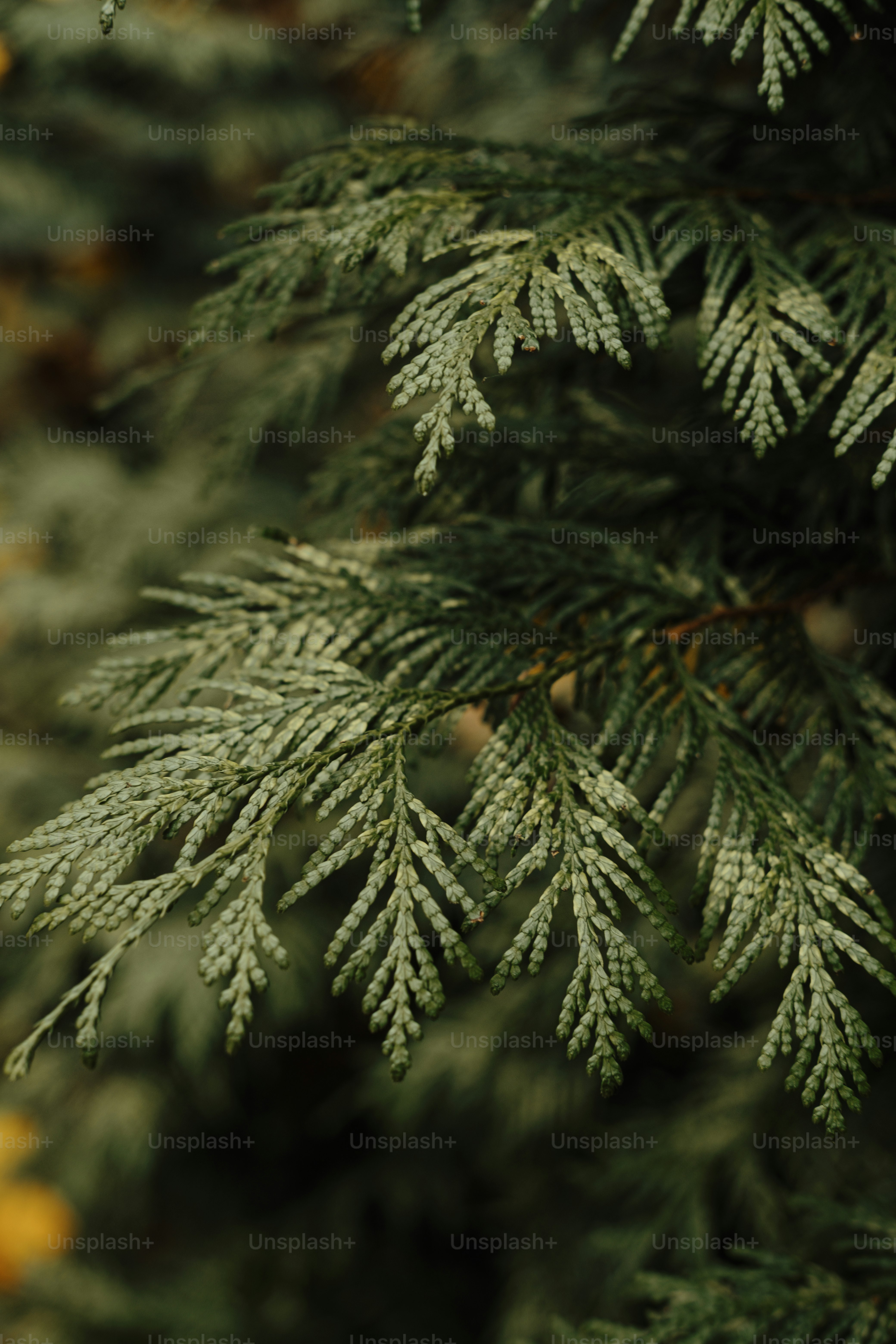 A close up of a pine tree branch photo – Leaves Image on Unsplash