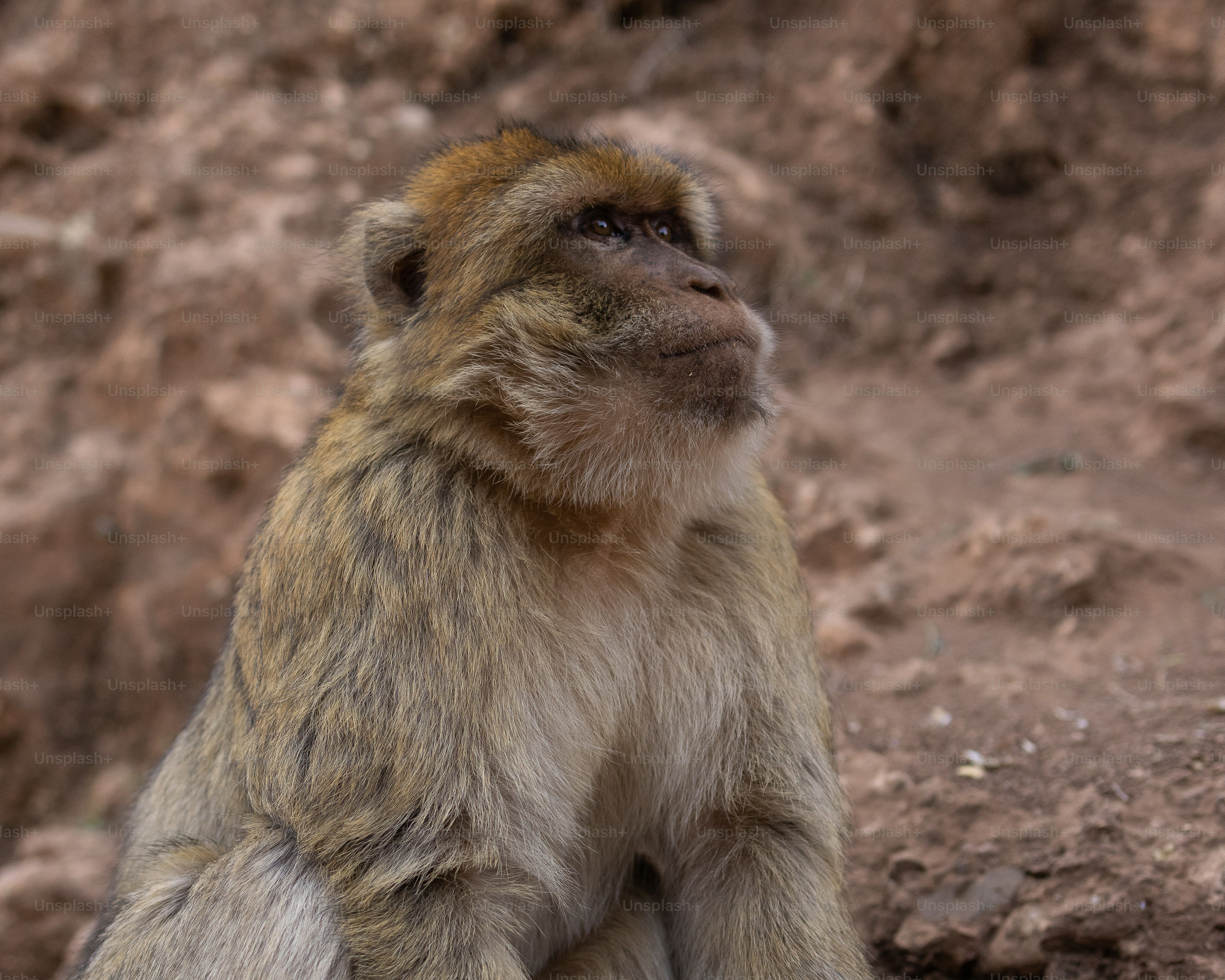 A brown monkey sitting on top of a dirt field photo – Monkey Image on ...