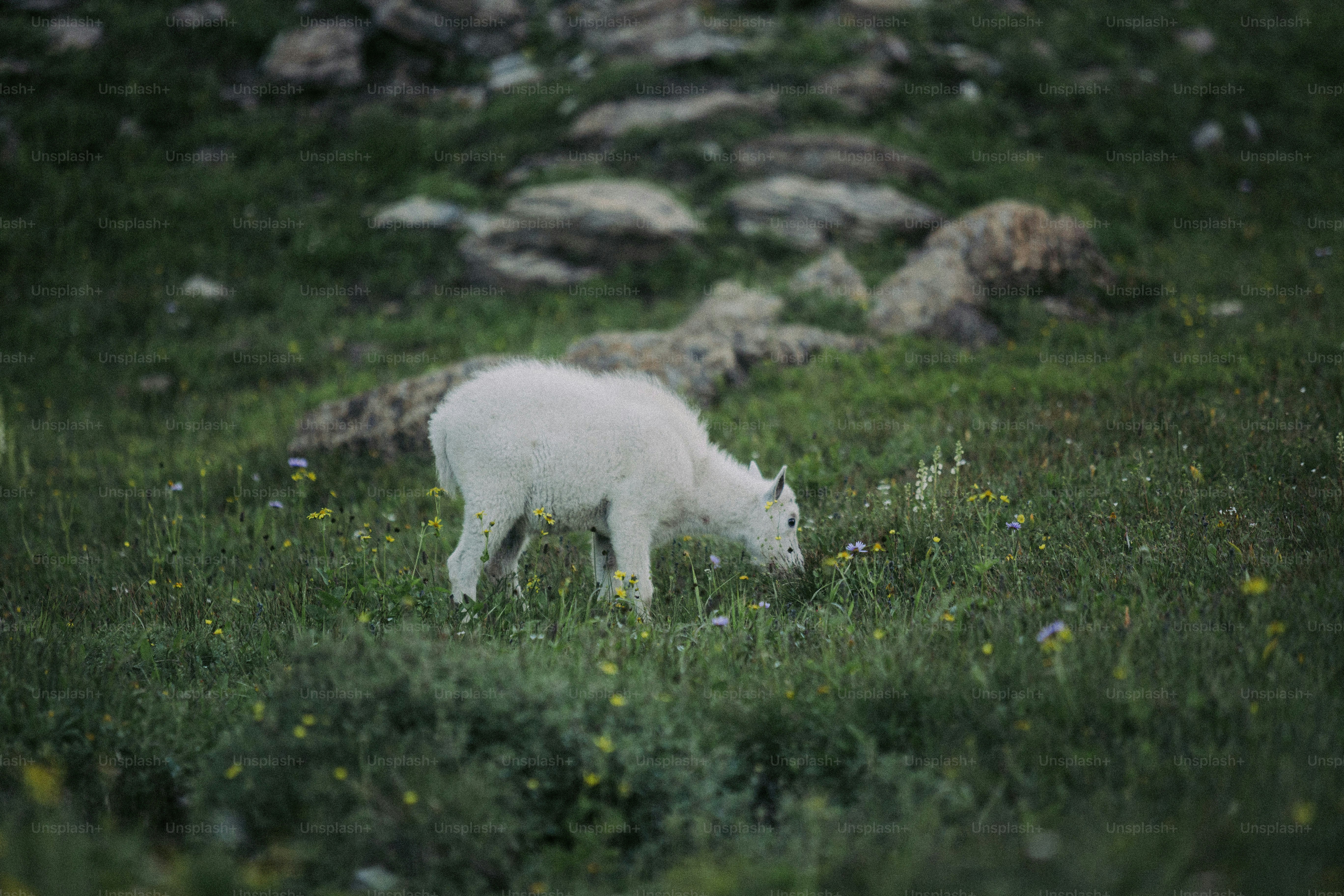 A small white animal standing on top of a lush green field photo ...