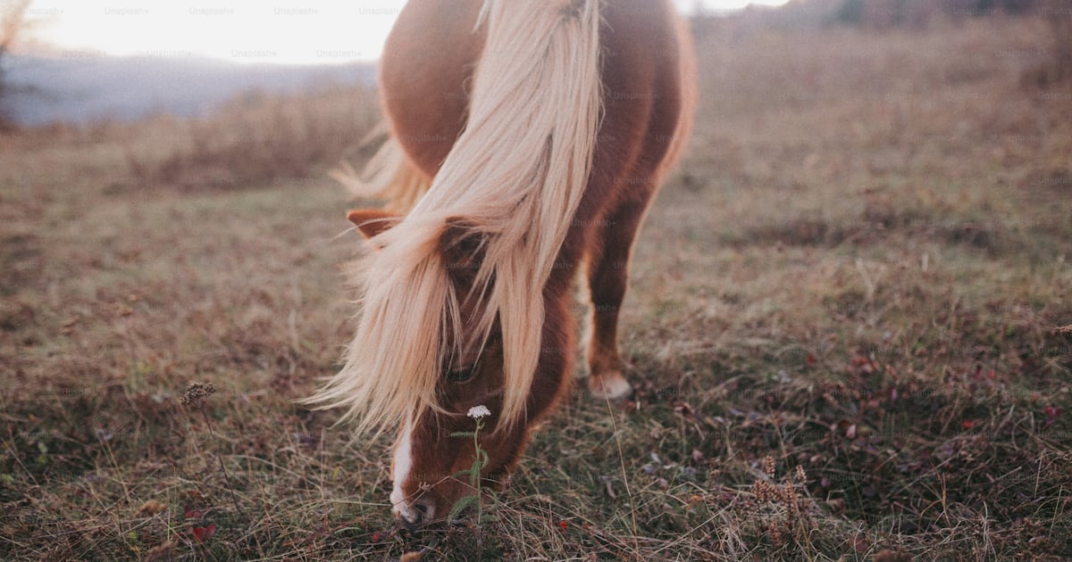 野原で草を食べる茶色と白の馬の写真 牧草地 Unsplashの写真