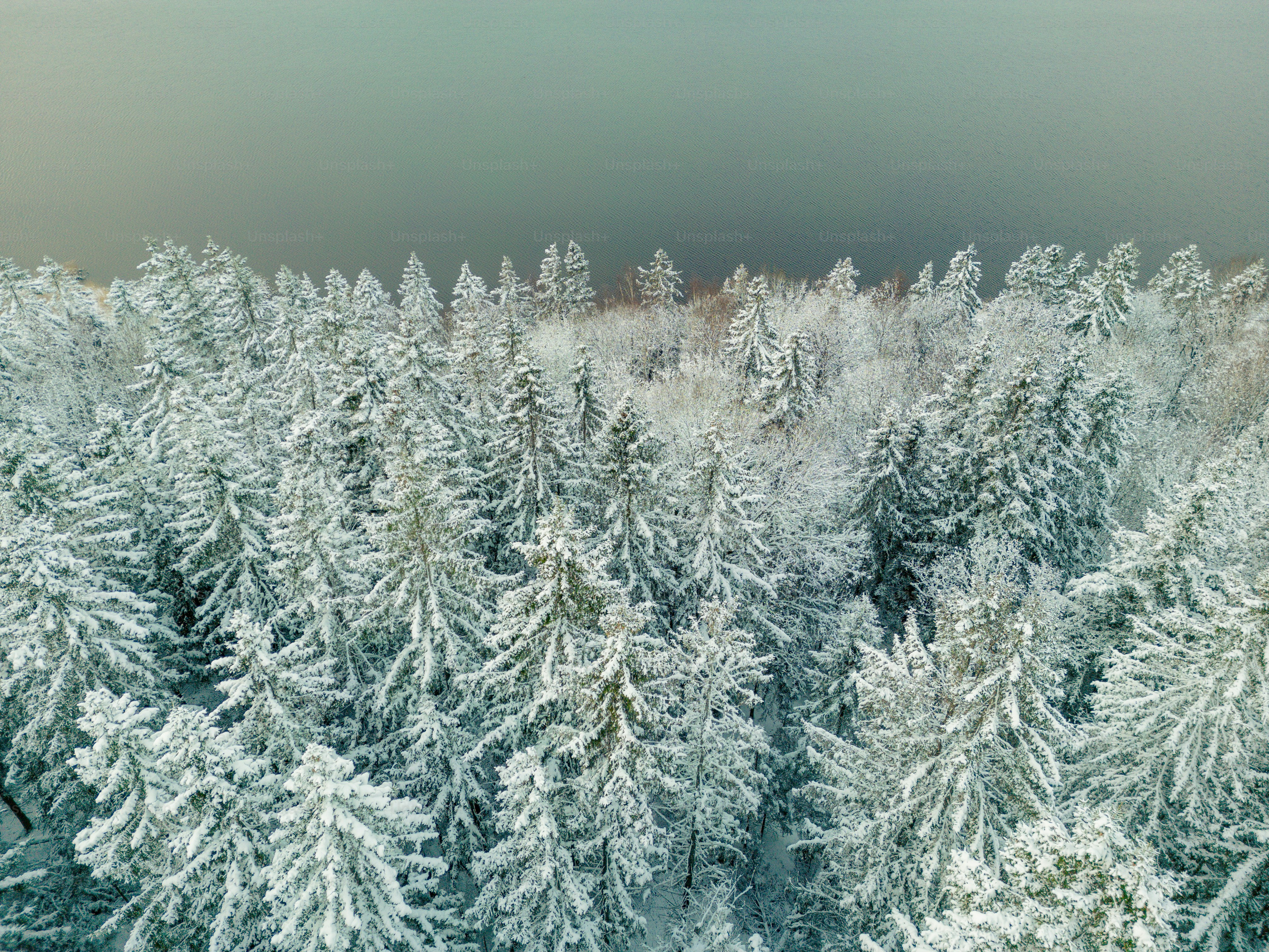 An aerial view of a forest with trees covered in snow photo – White ...