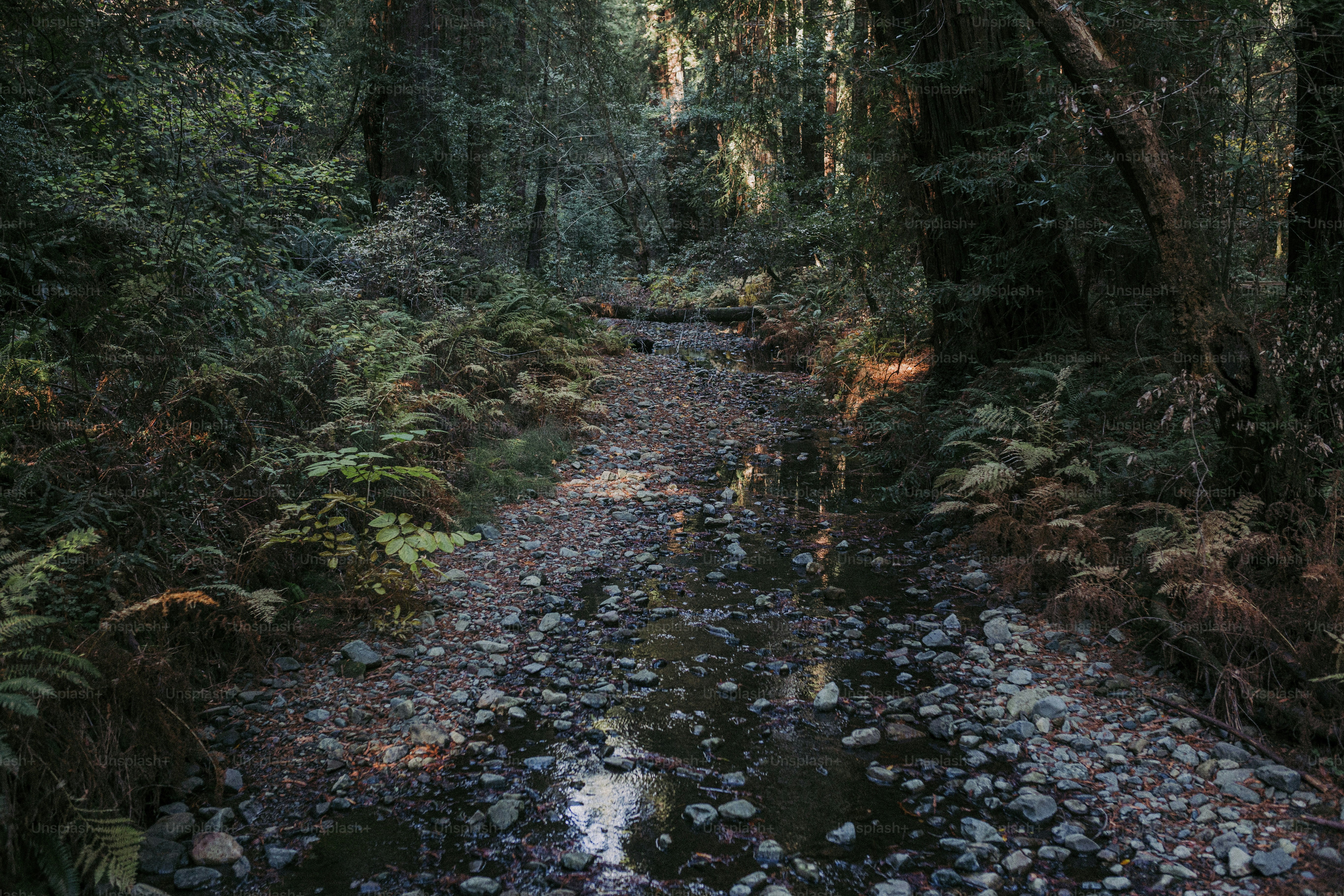 30,000+ Forest Landscape Pictures | Download Free Images on Unsplash