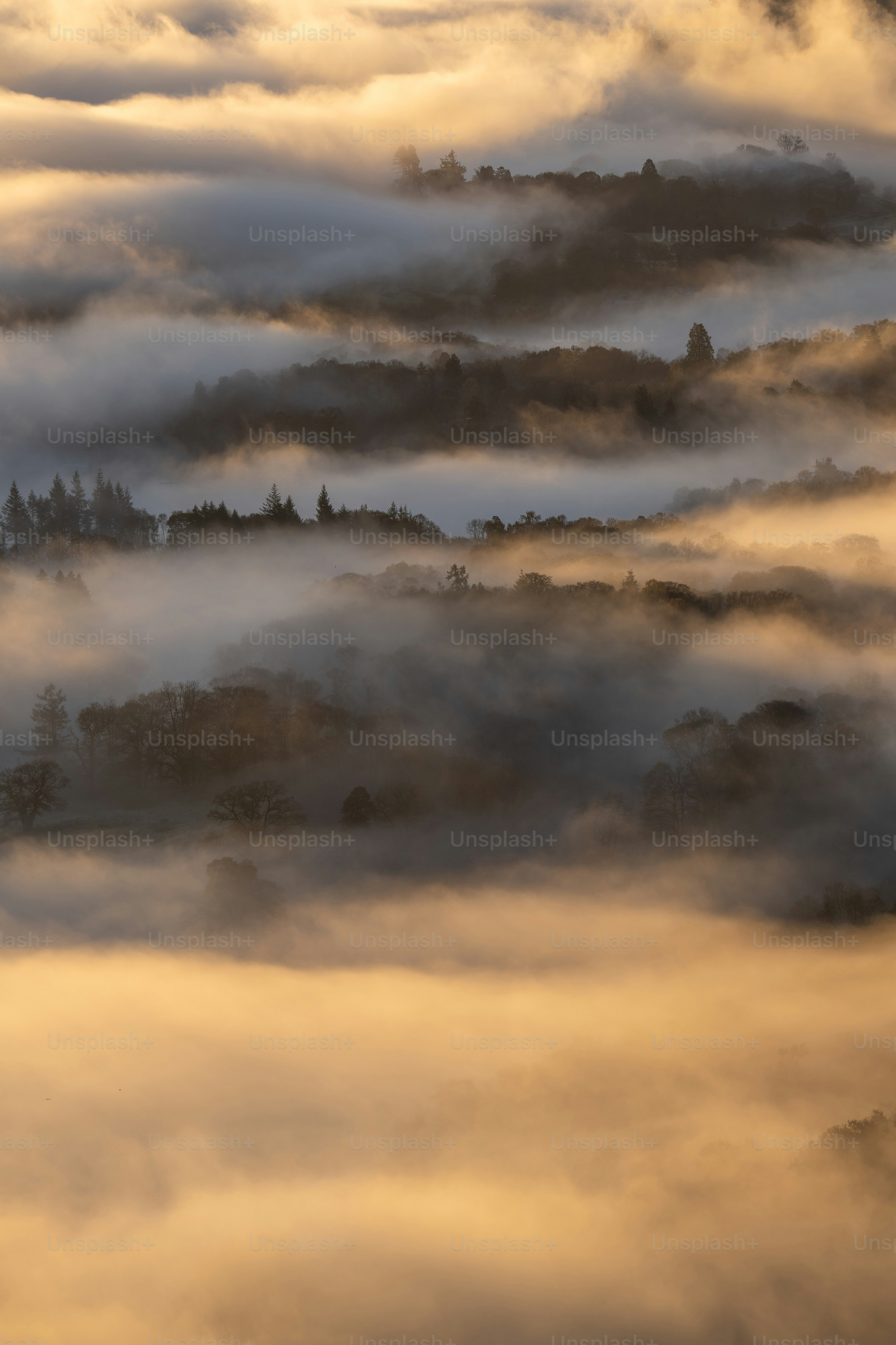 A black and white photo of a forest covered in fog photo – Loughrigg ...