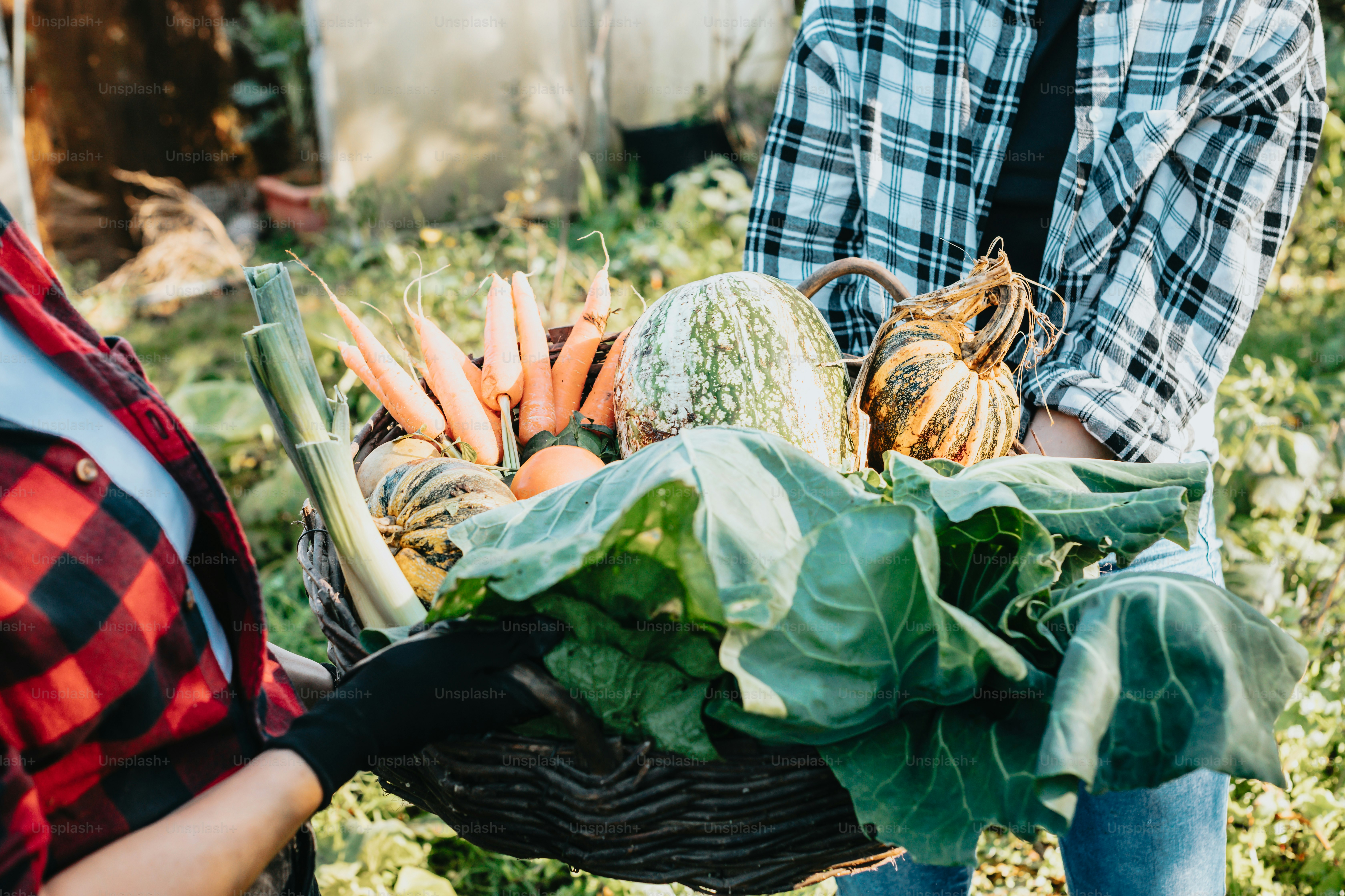 A woman holding a basket full of vegetables photo – Garden Image on ...
