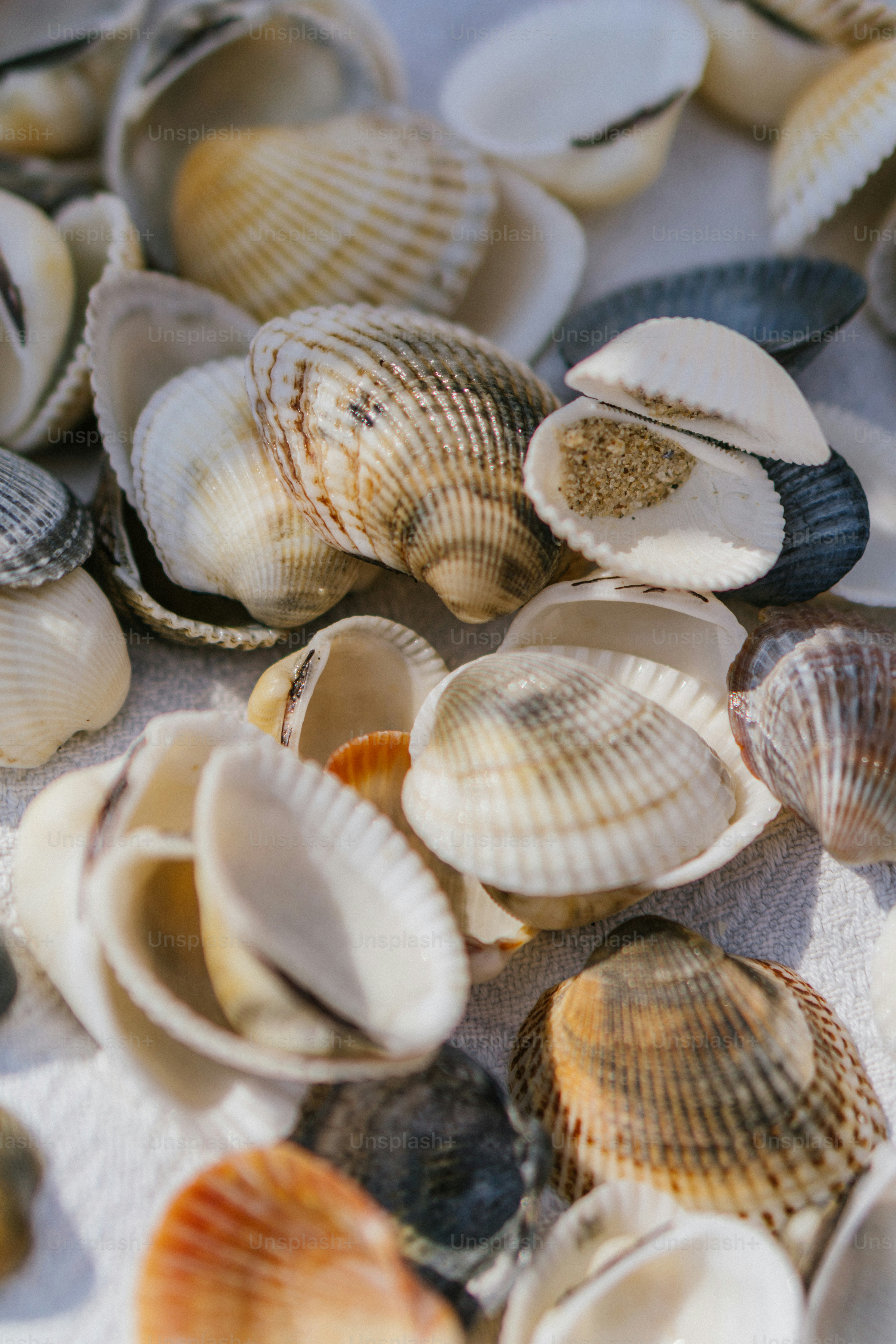 Seashells Pictures | Download Free Images on Unsplash