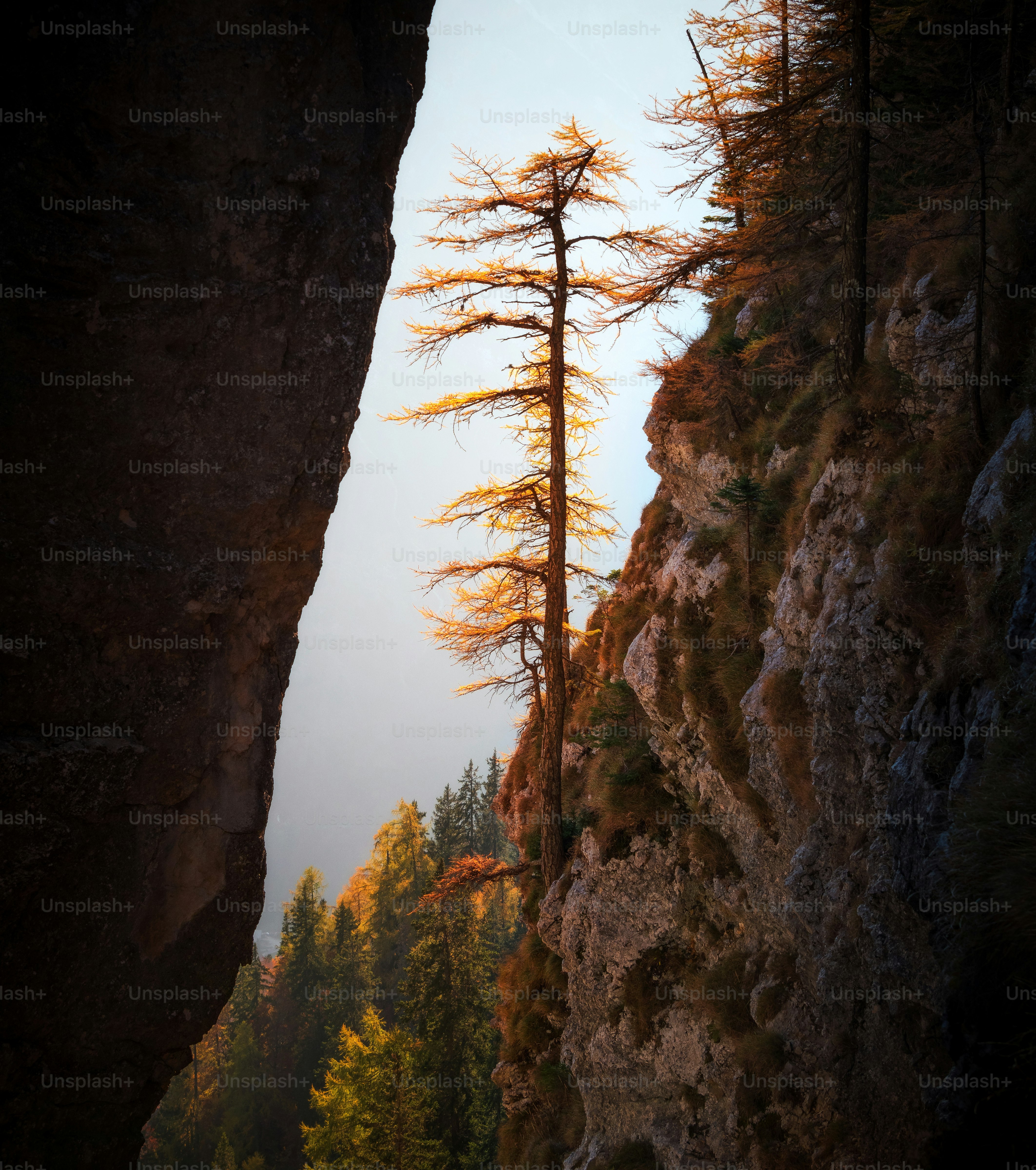 A view of a cliff with a tree growing out of it photo – Beautiful tree ...