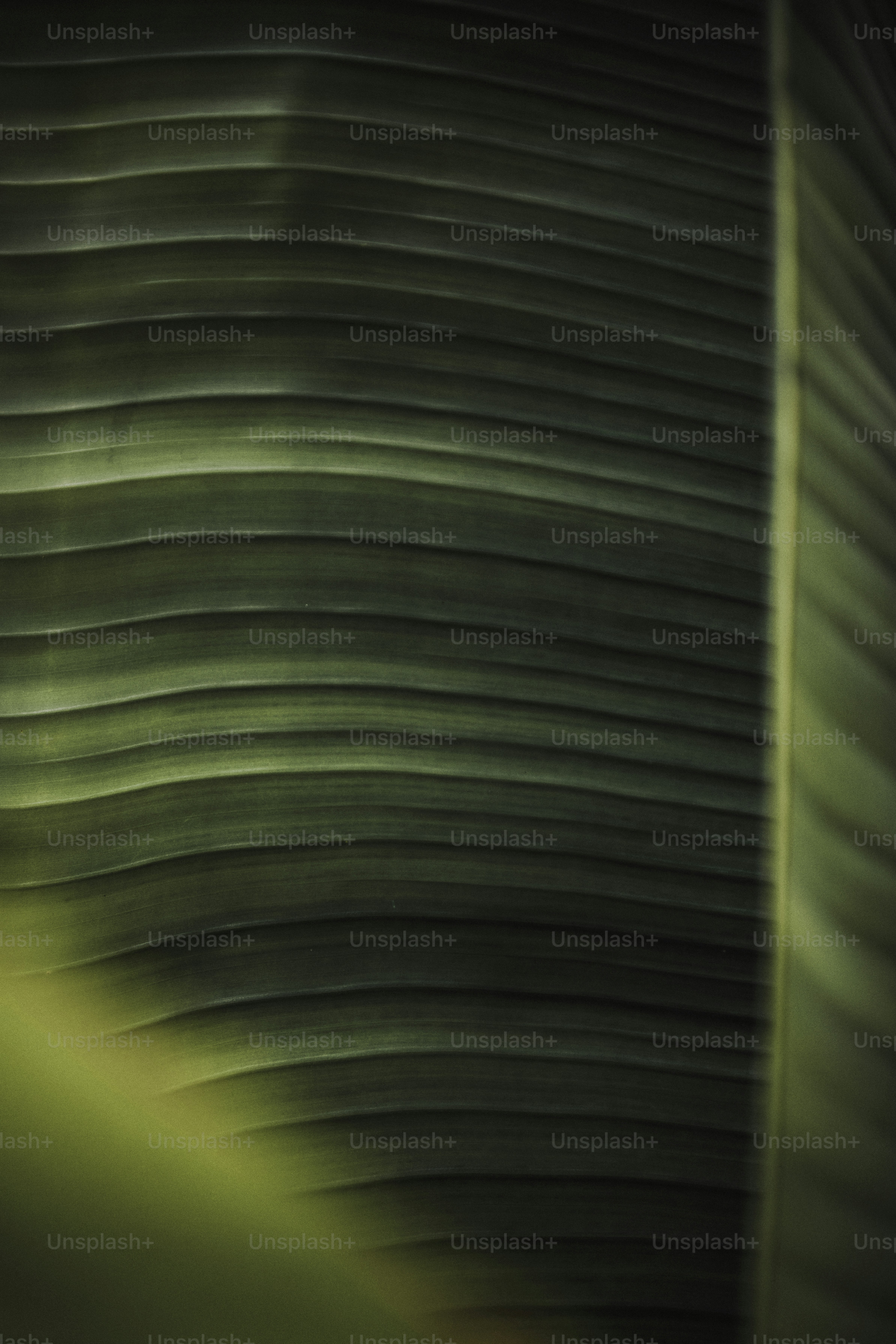 A close up of a large green leaf photo – Abstract nature Image on Unsplash