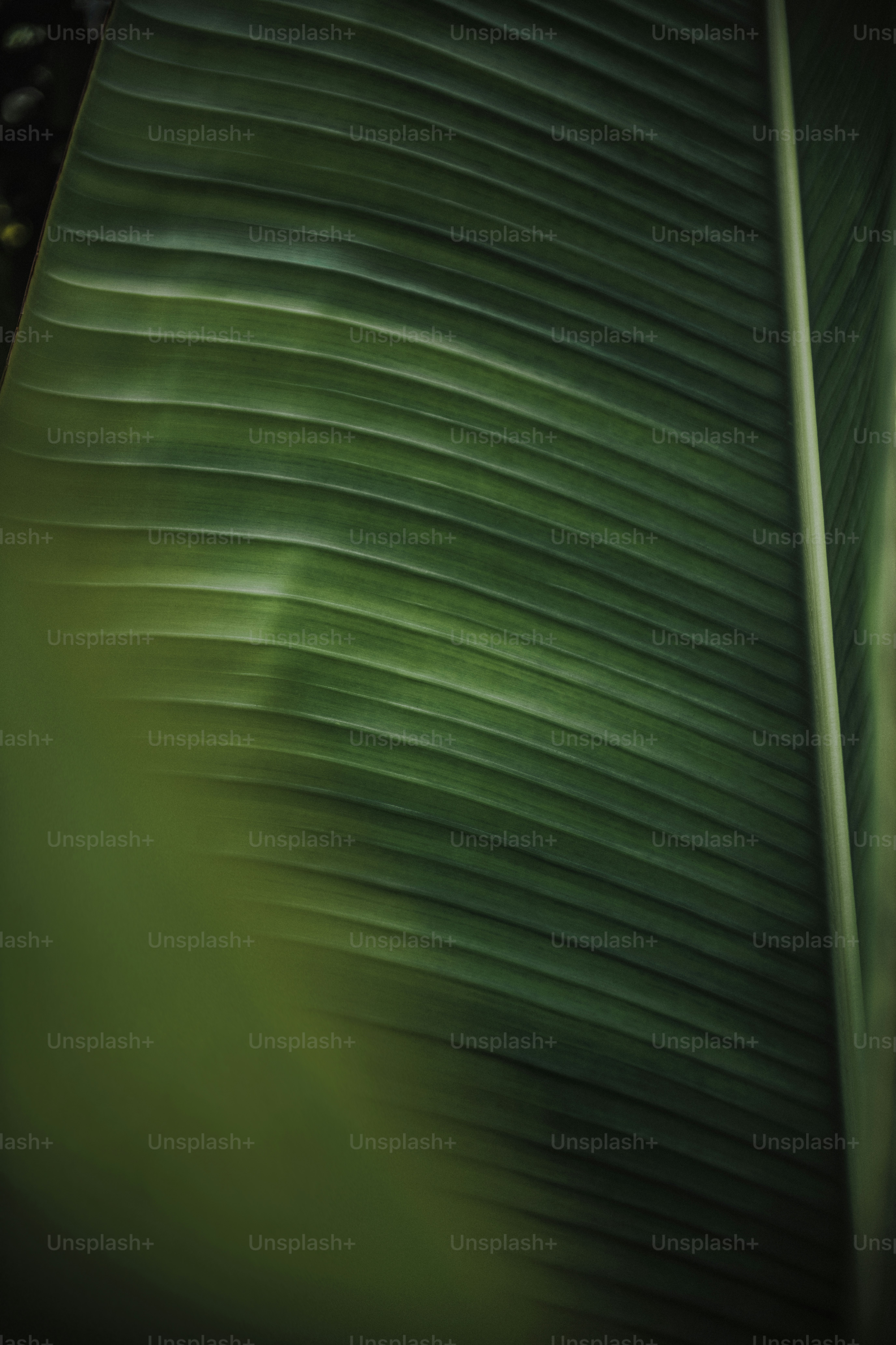 A close up of a large green leaf photo – Palm leaf Image on Unsplash