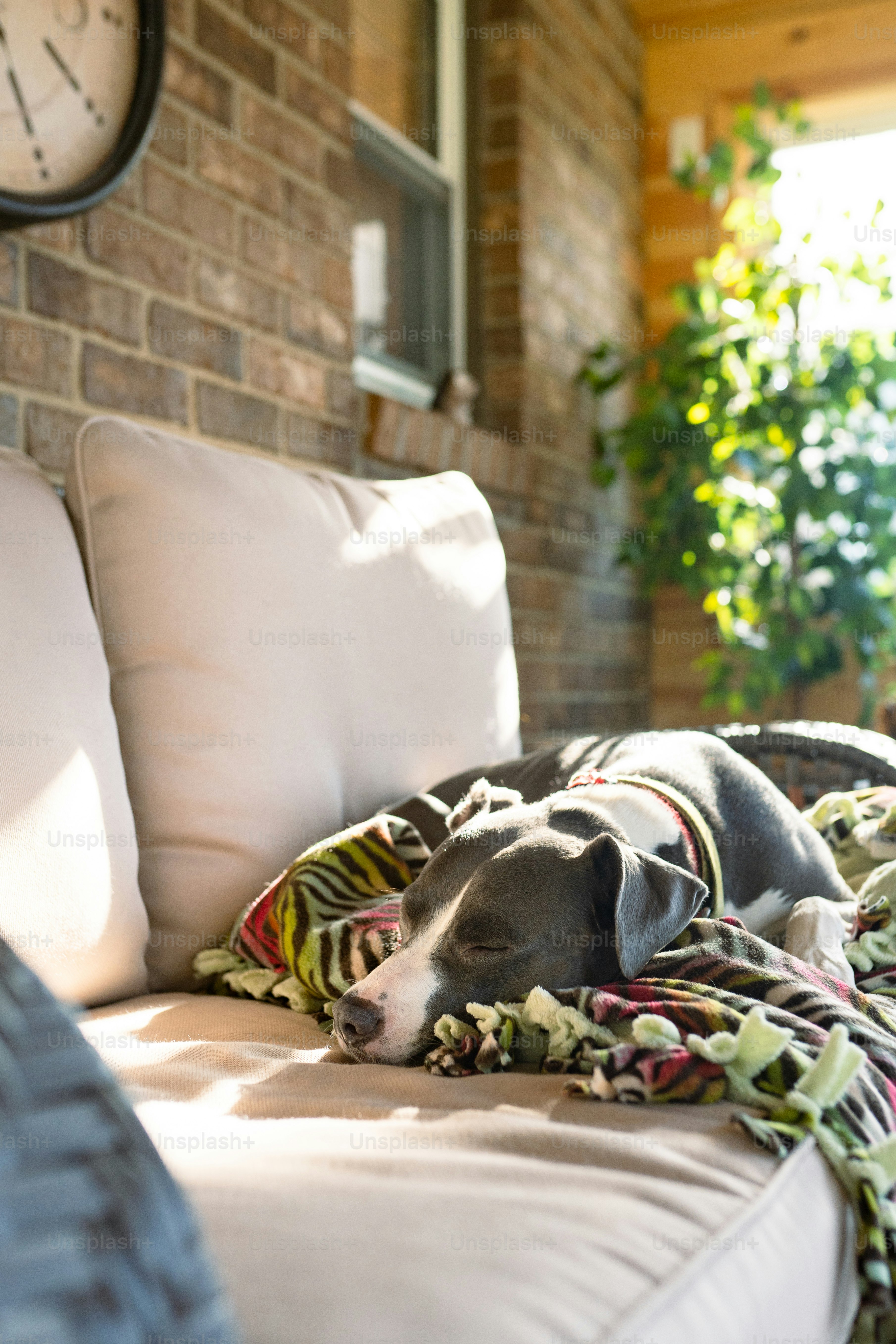 Animaux Endormi Photos | Télécharger des images gratuites sur Unsplash