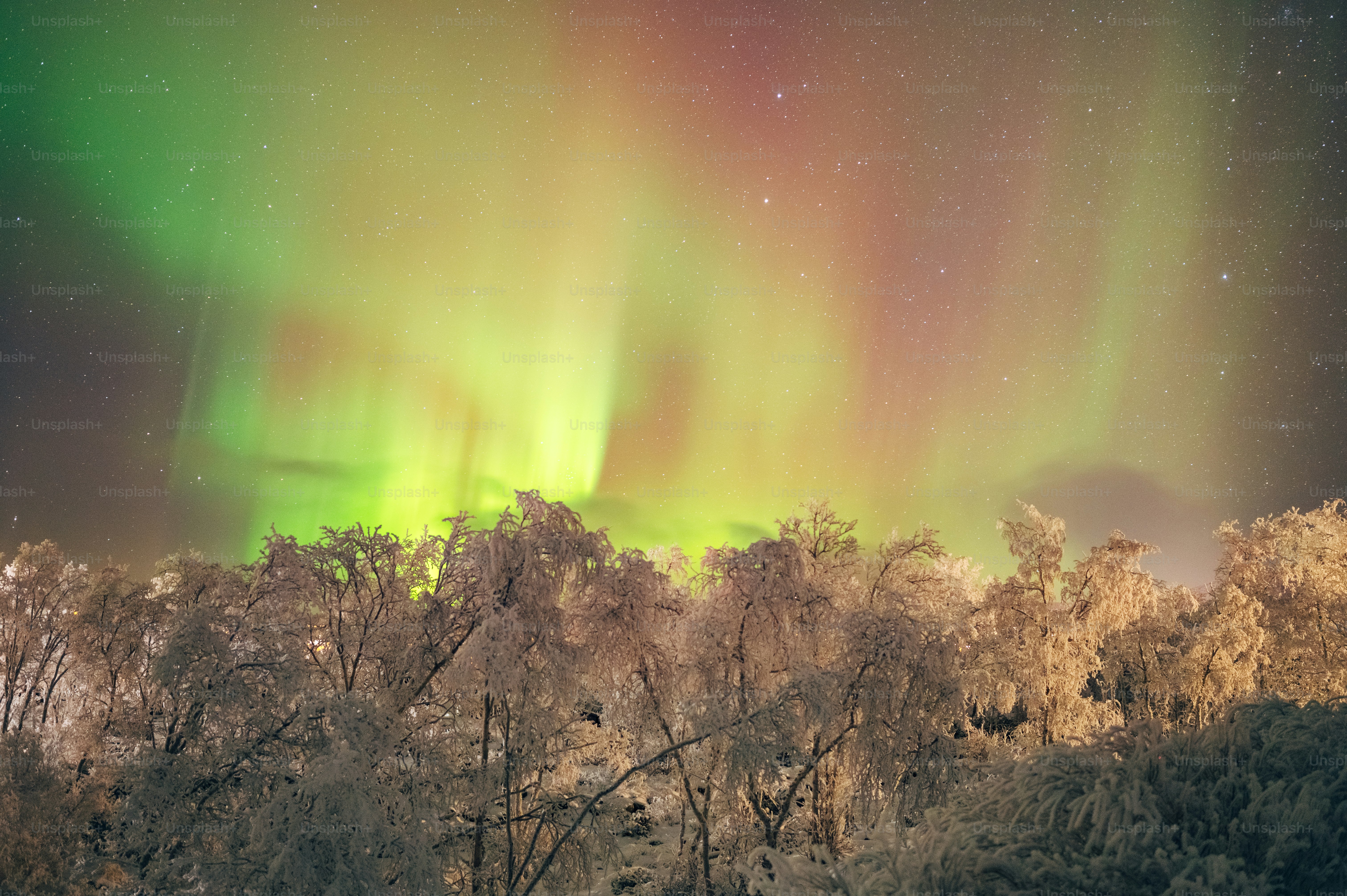 A green and red aurora bore over a forest photo – Aurora Image on Unsplash