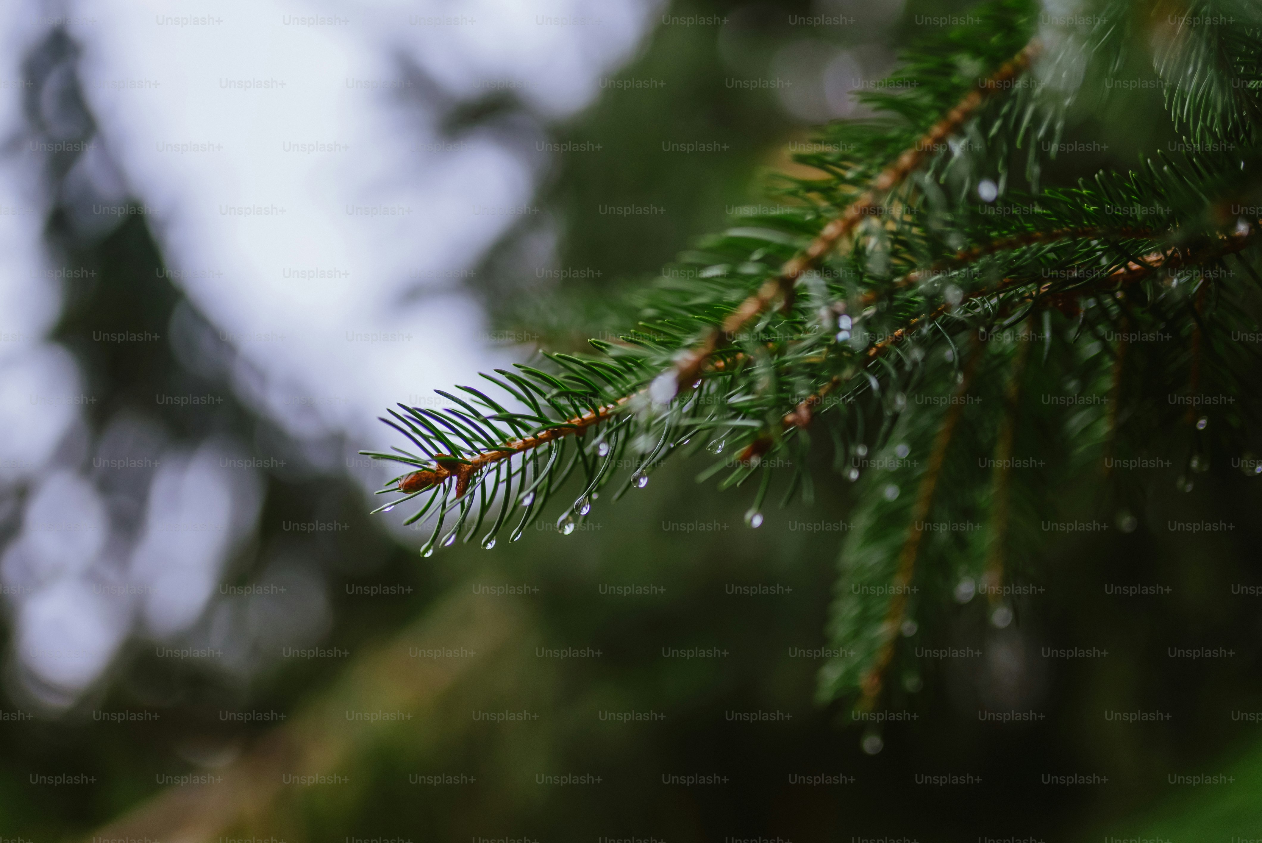 Spruce Pictures | Download Free Images on Unsplash