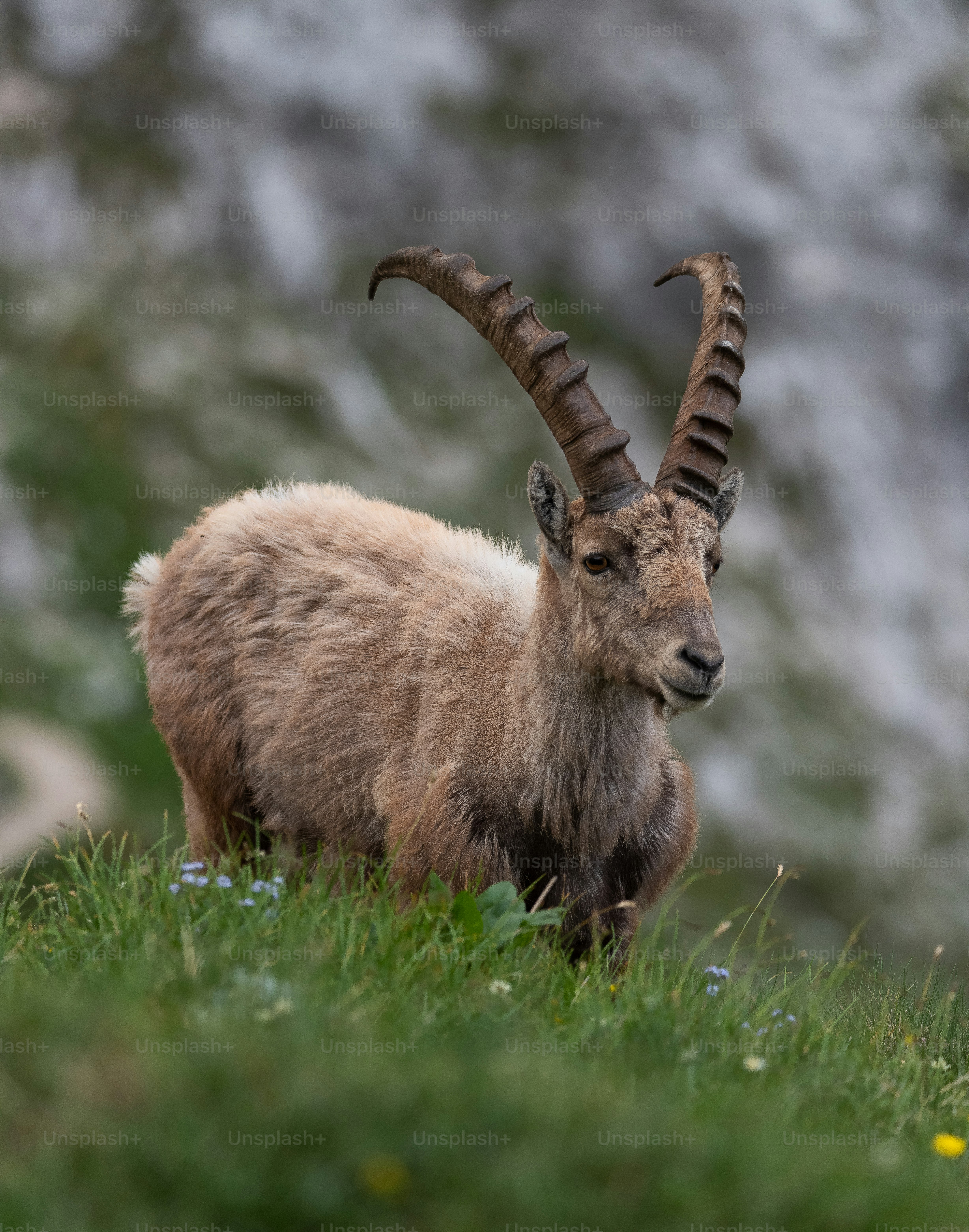 Una cabra con cuernos largos de pie en un campo foto – Imagen de Cabra ...