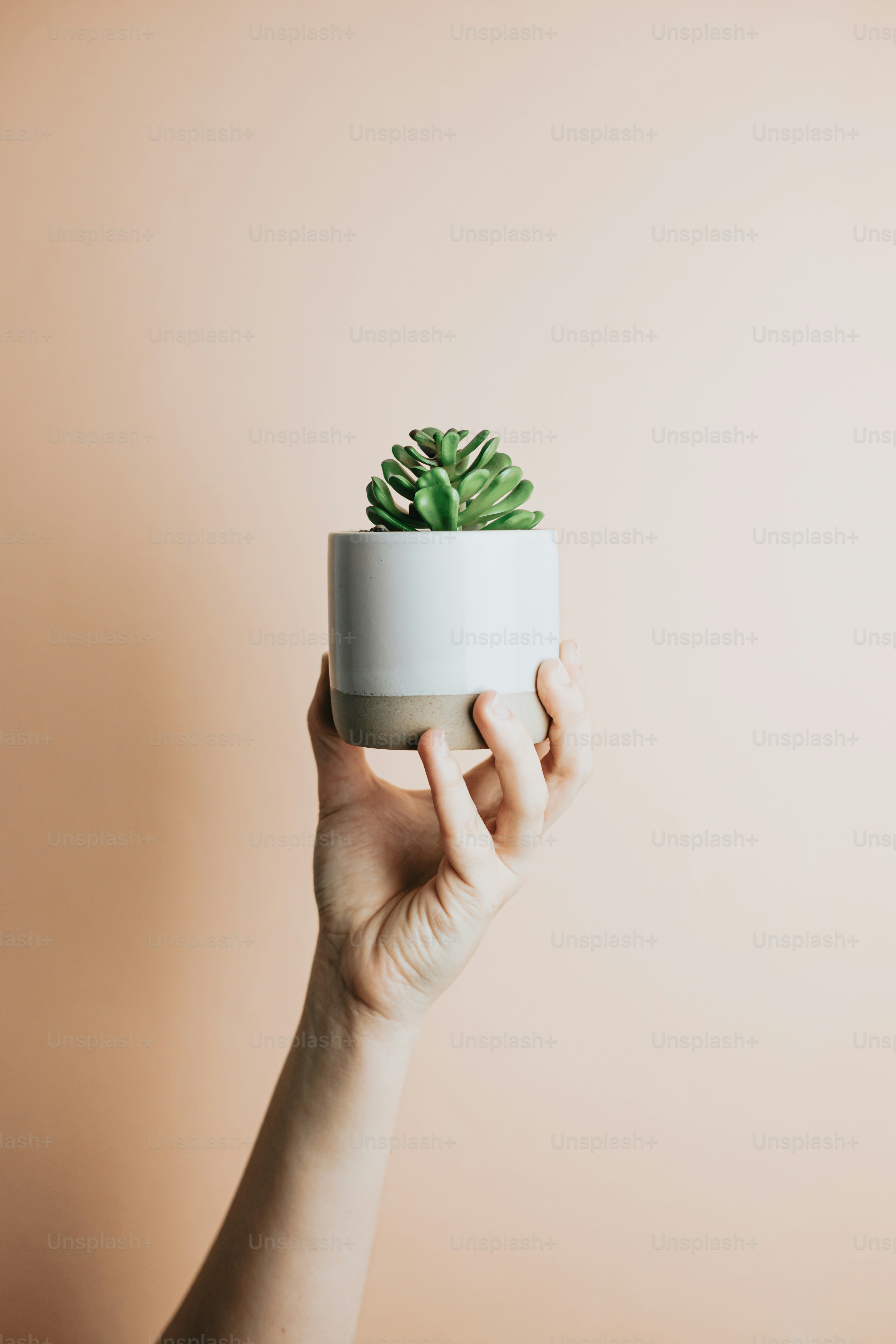 Pot Pictures | Download Free Images on Unsplash