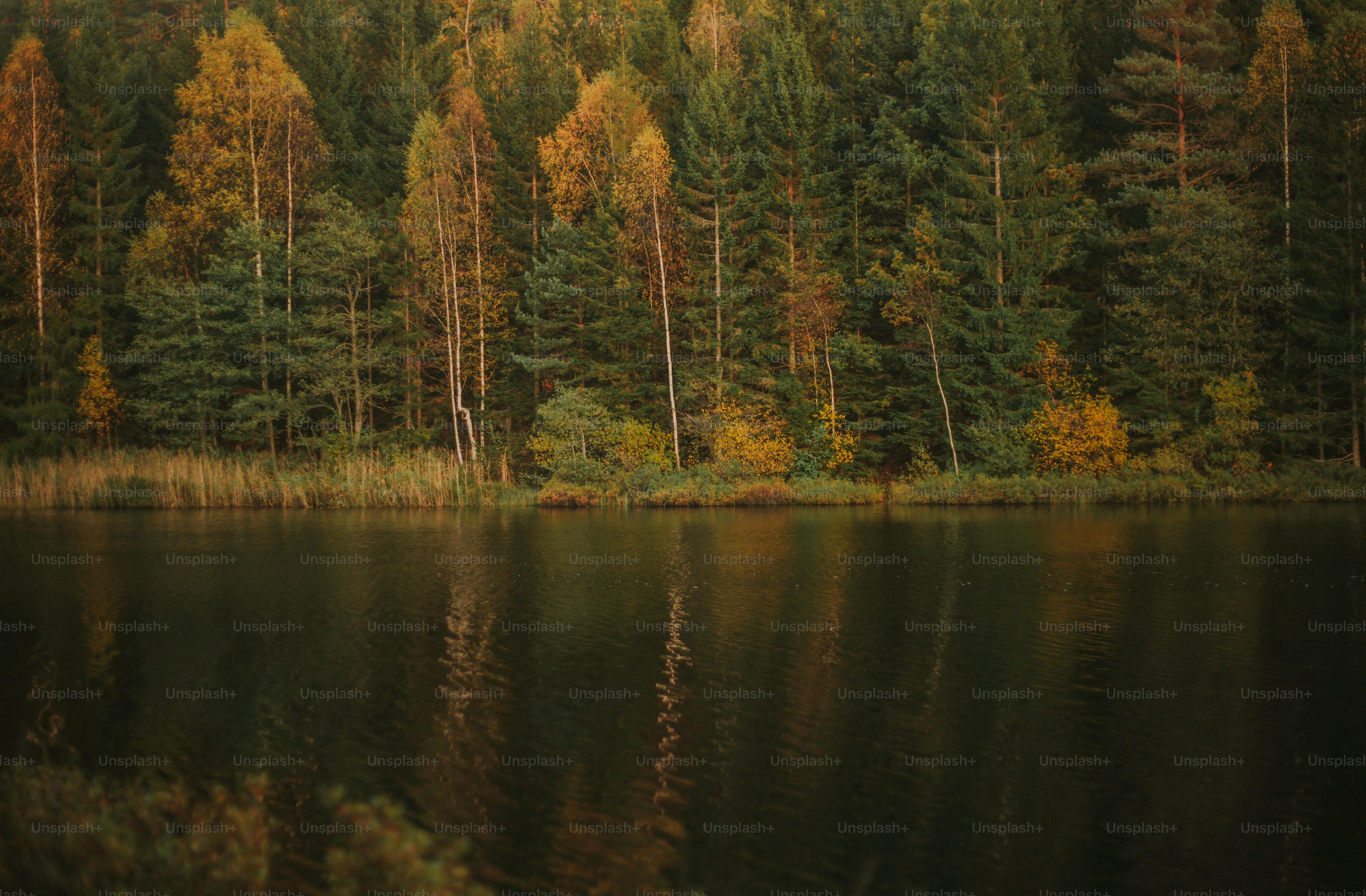 Zoom Background Nature Pictures | Download Free Images on Unsplash