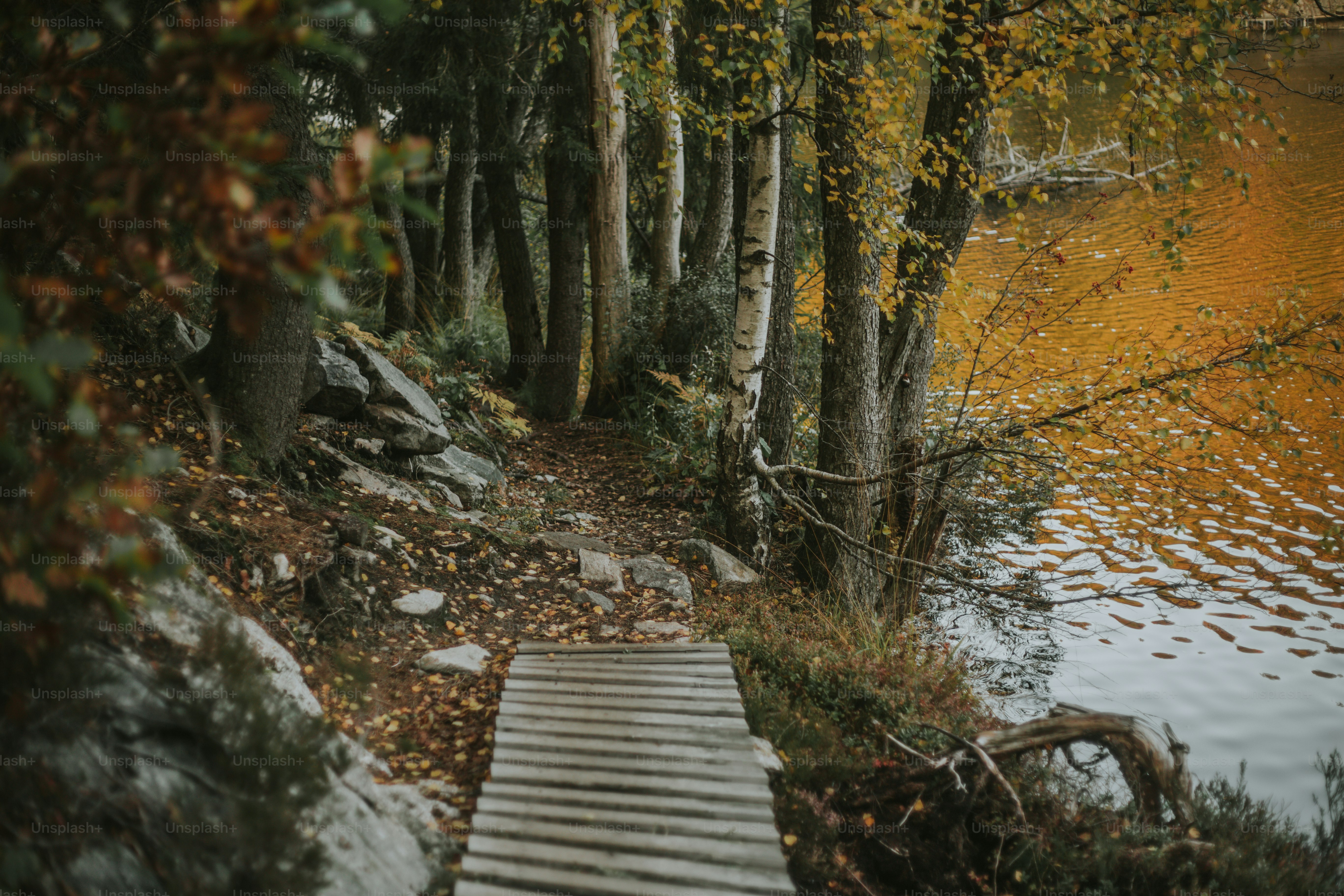 500+ Pathway Pictures | Download Free Images on Unsplash