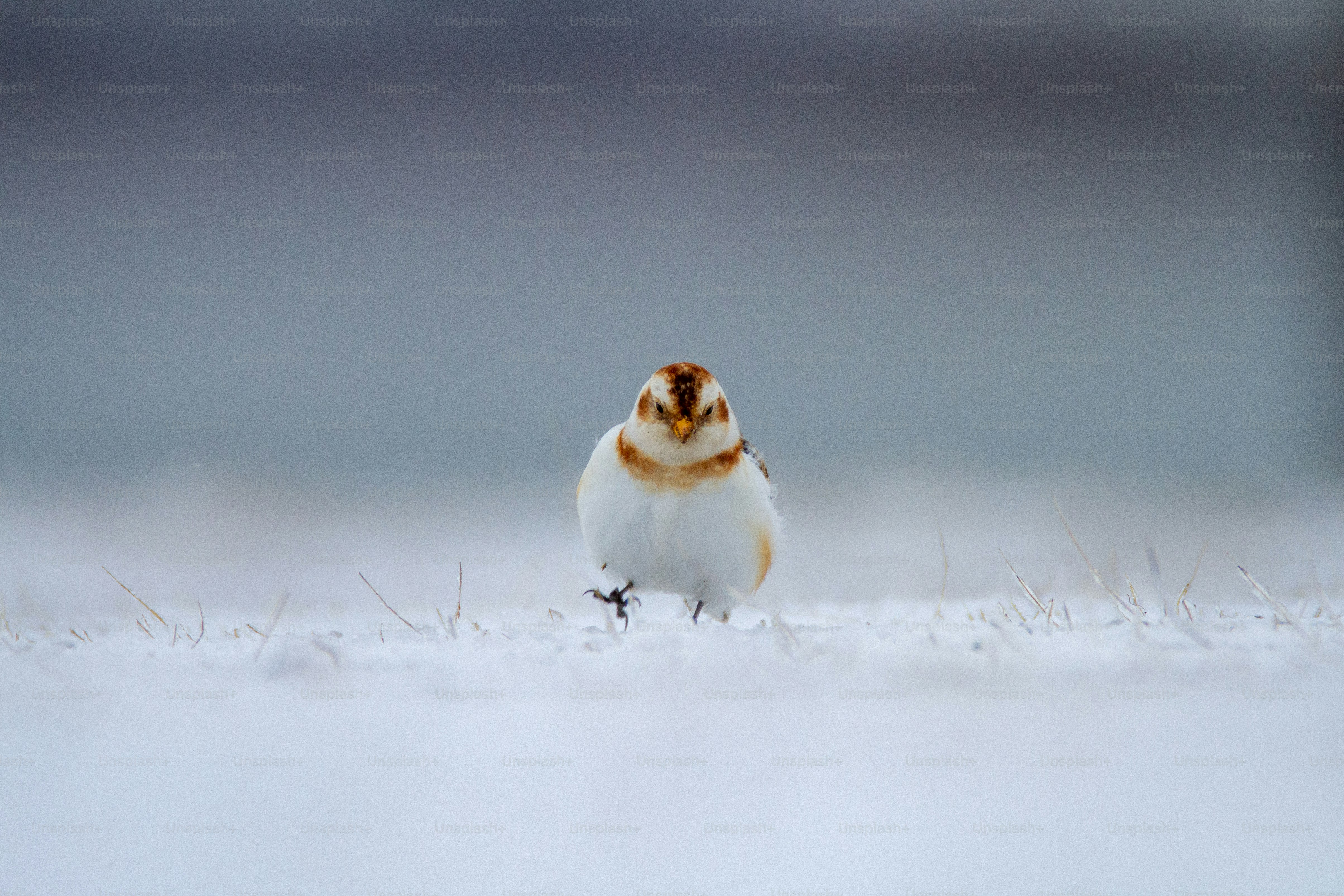 A small white bird standing in the snow photo – Animal Image on Unsplash