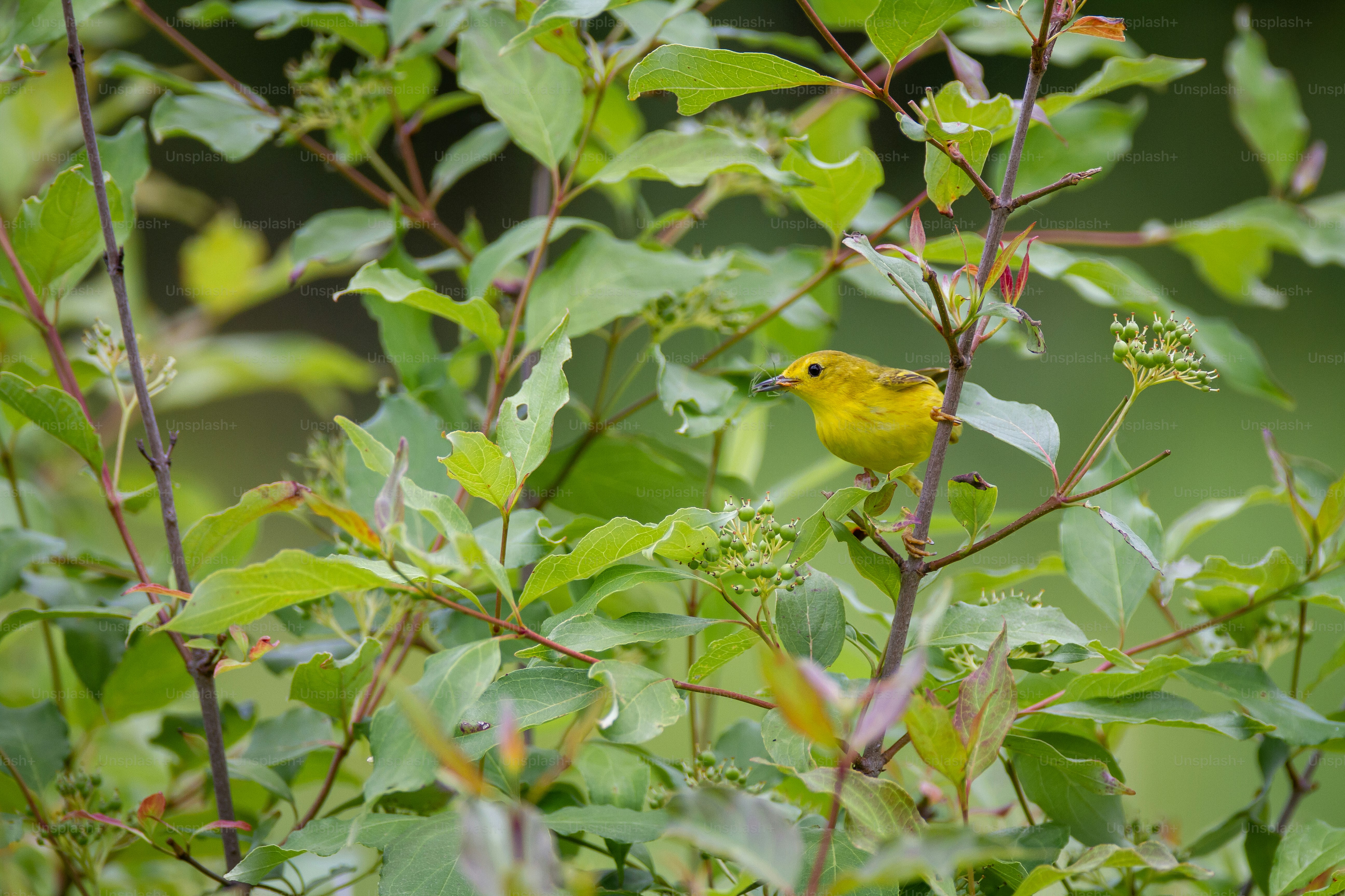 A small yellow bird perched on a tree branch photo – Bird Image on Unsplash