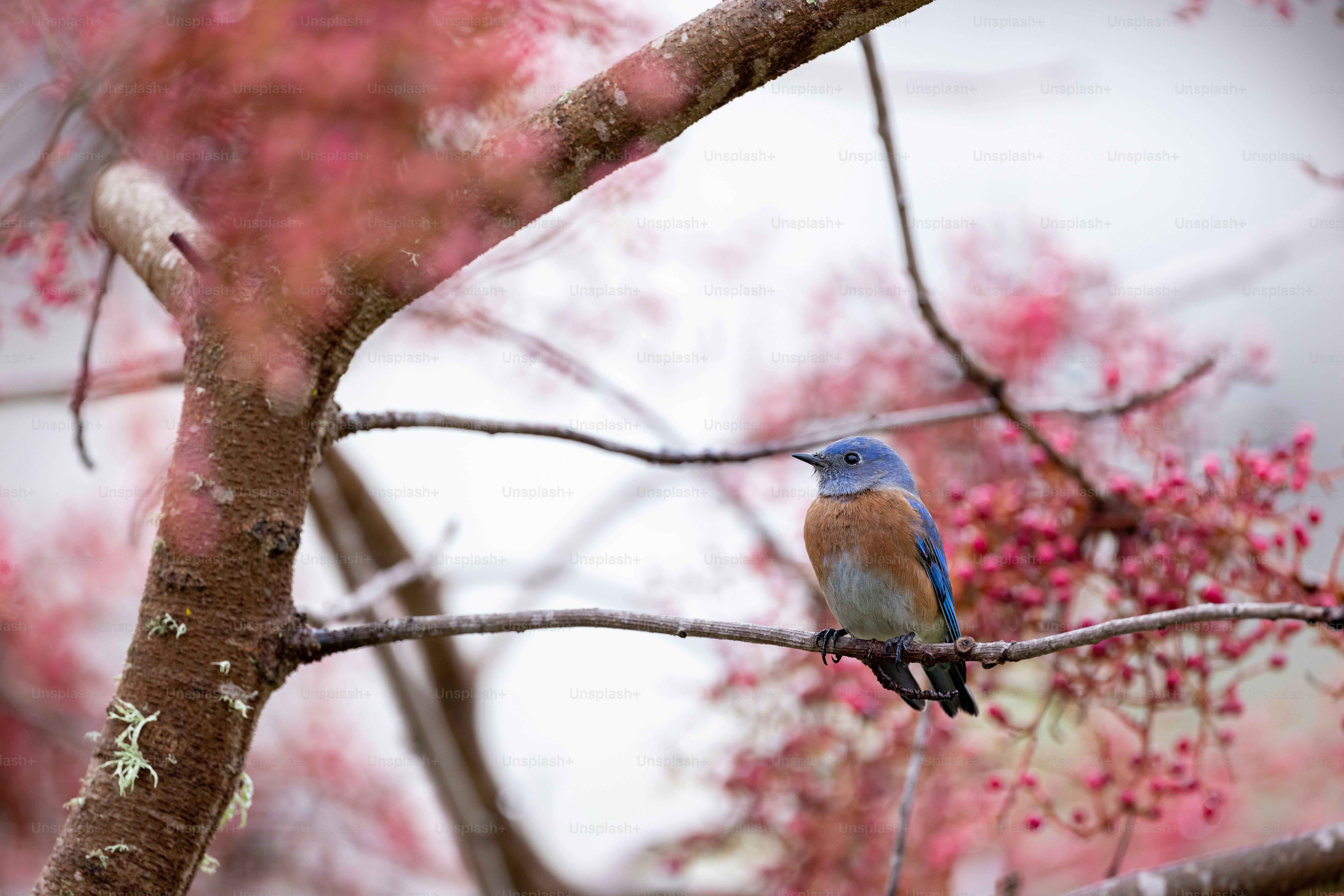 A blue bird sitting on a branch of a tree photo – Bird Image on Unsplash