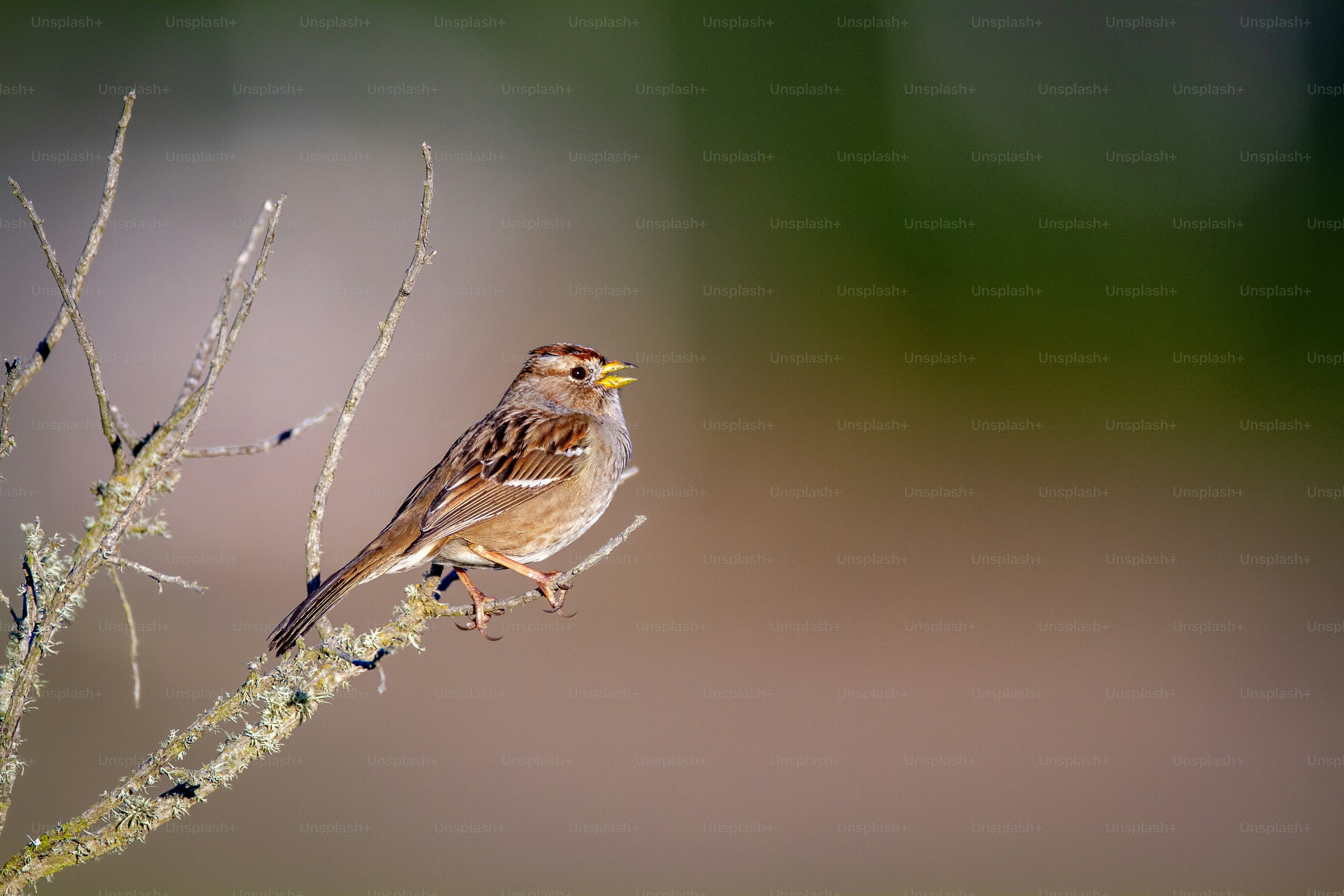 A small bird perched on top of a tree branch photo – Nature Image on ...