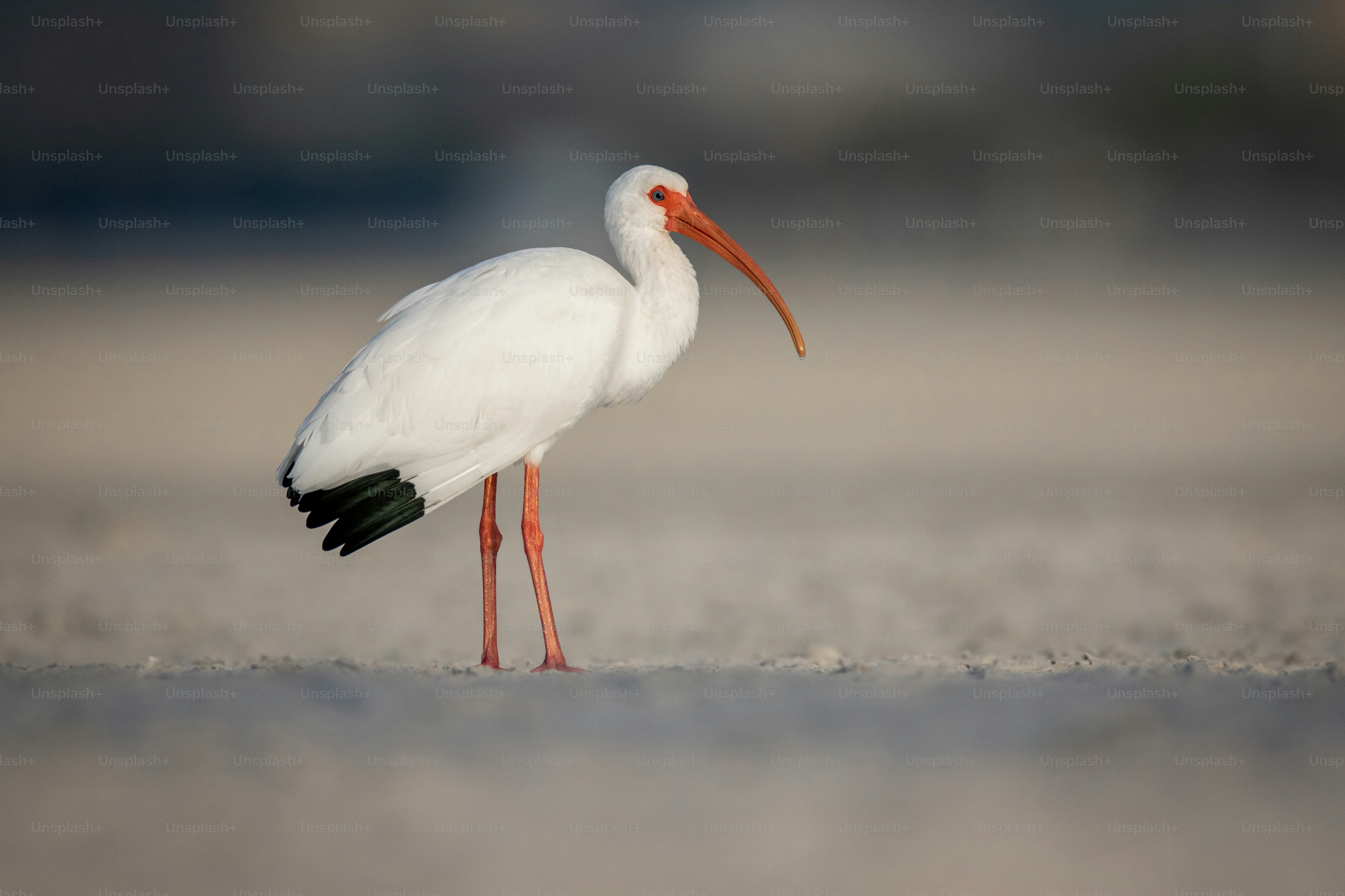 A white bird with a long orange beak photo – Stork Image on Unsplash