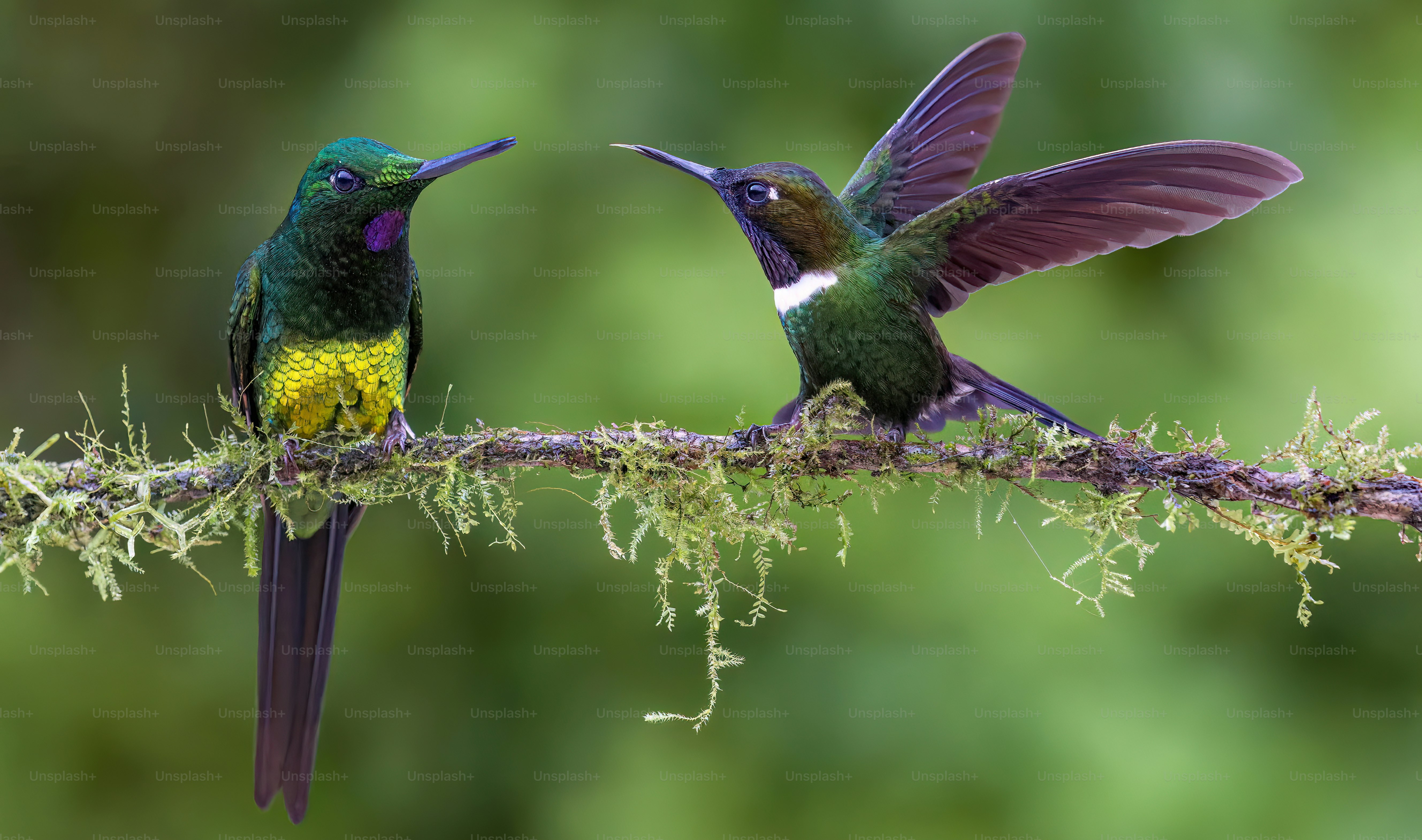 A couple of birds that are sitting on a branch photo – Hummingbird ...