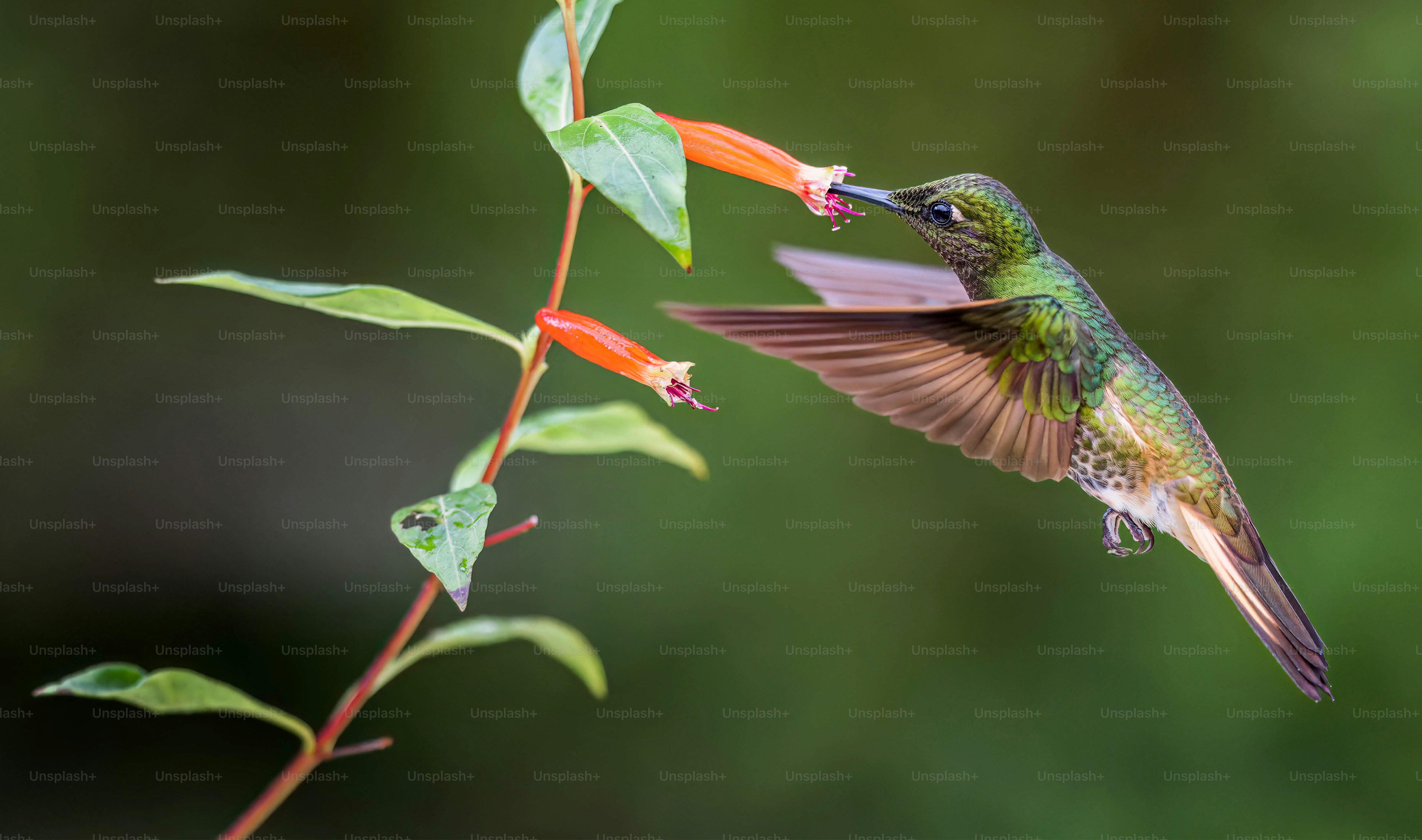 A hummingbird flapping its wings in the air photo – Bird Image on Unsplash