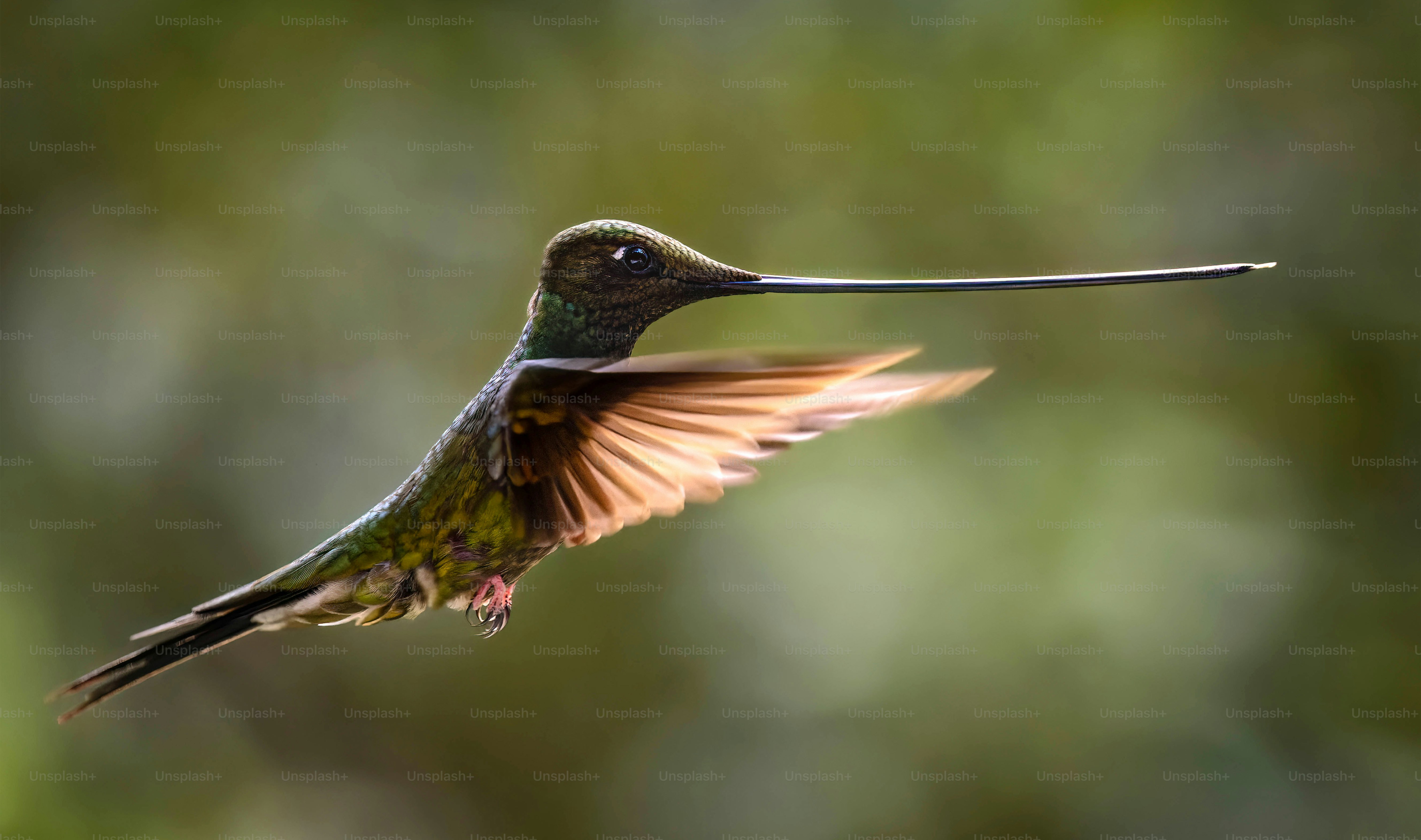 A hummingbird flapping its wings in the air photo – Bird Image on Unsplash