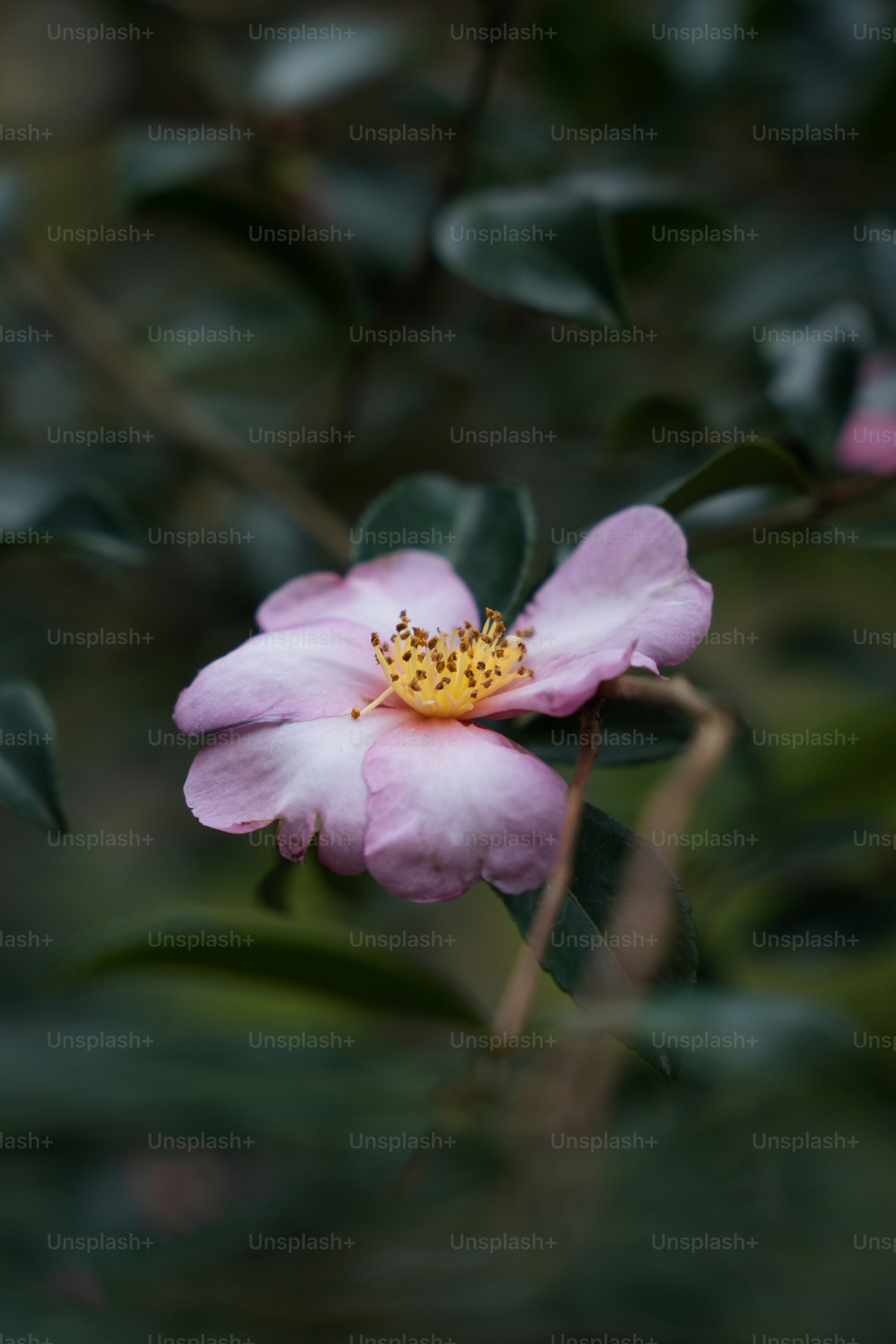 A pink flower with a yellow center surrounded by green leaves photo ...