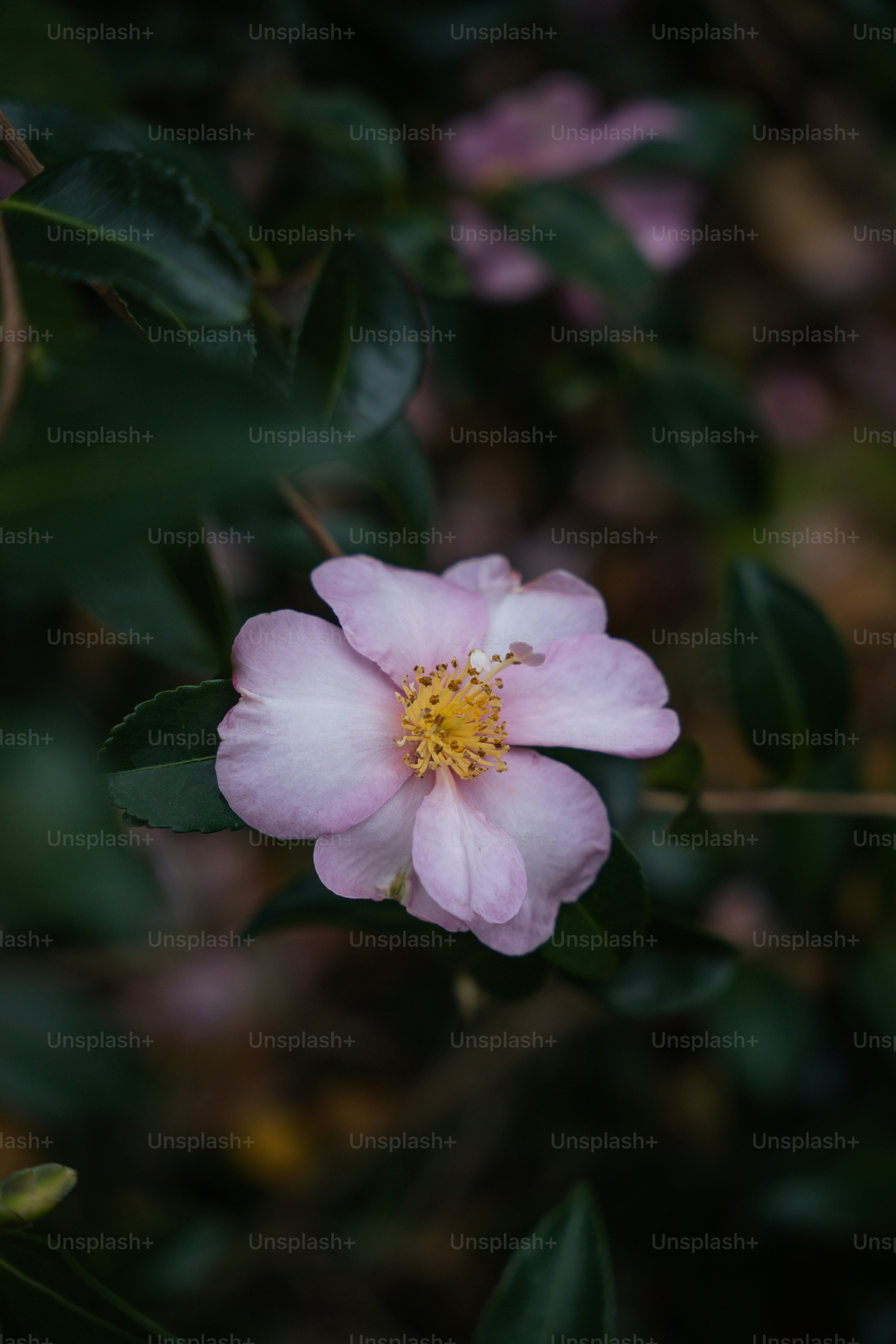 Blooming Flower | 10 best free blooming flower, flower, petal, and ...