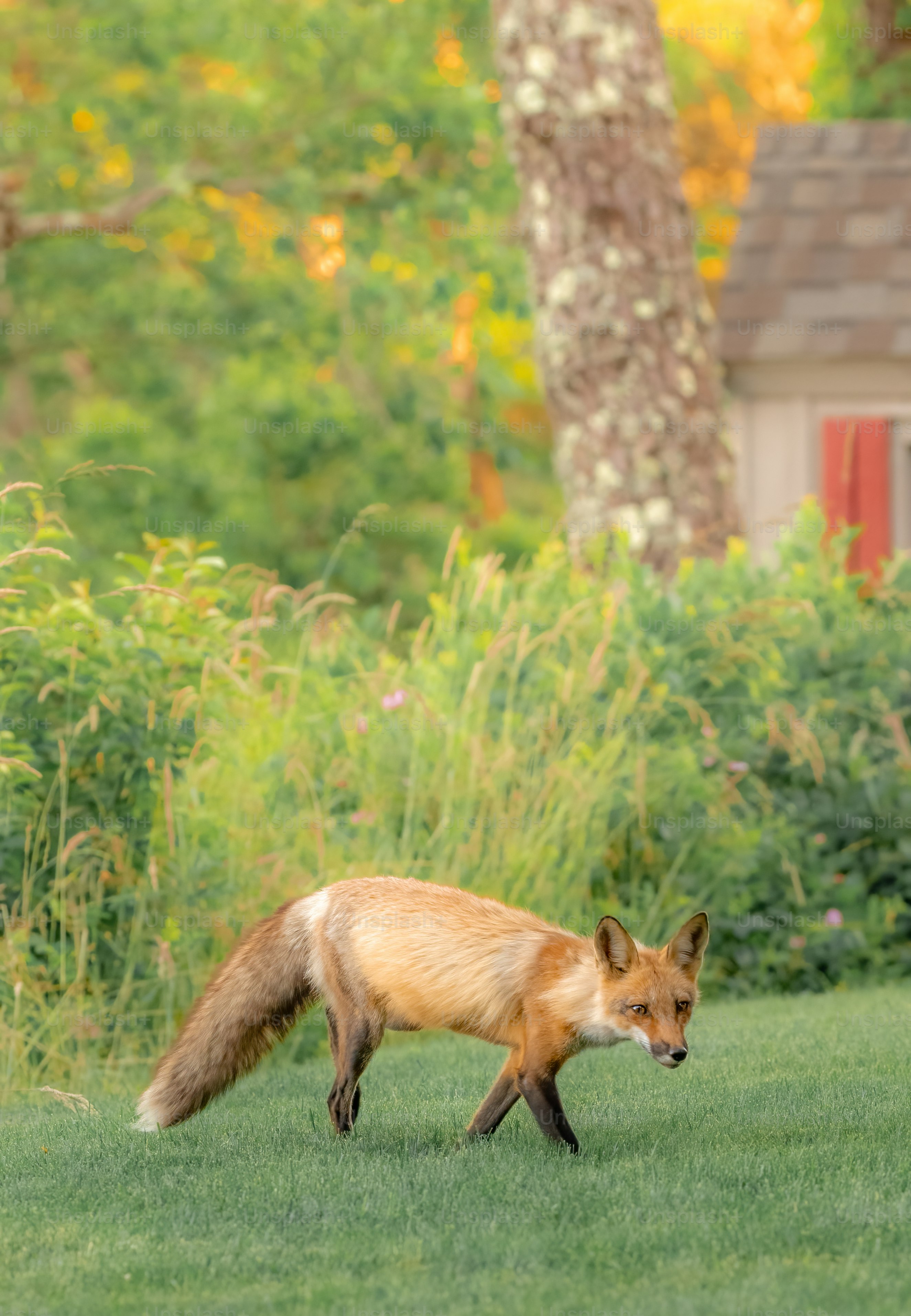 A red fox walking across a lush green field photo – Tail Image on Unsplash