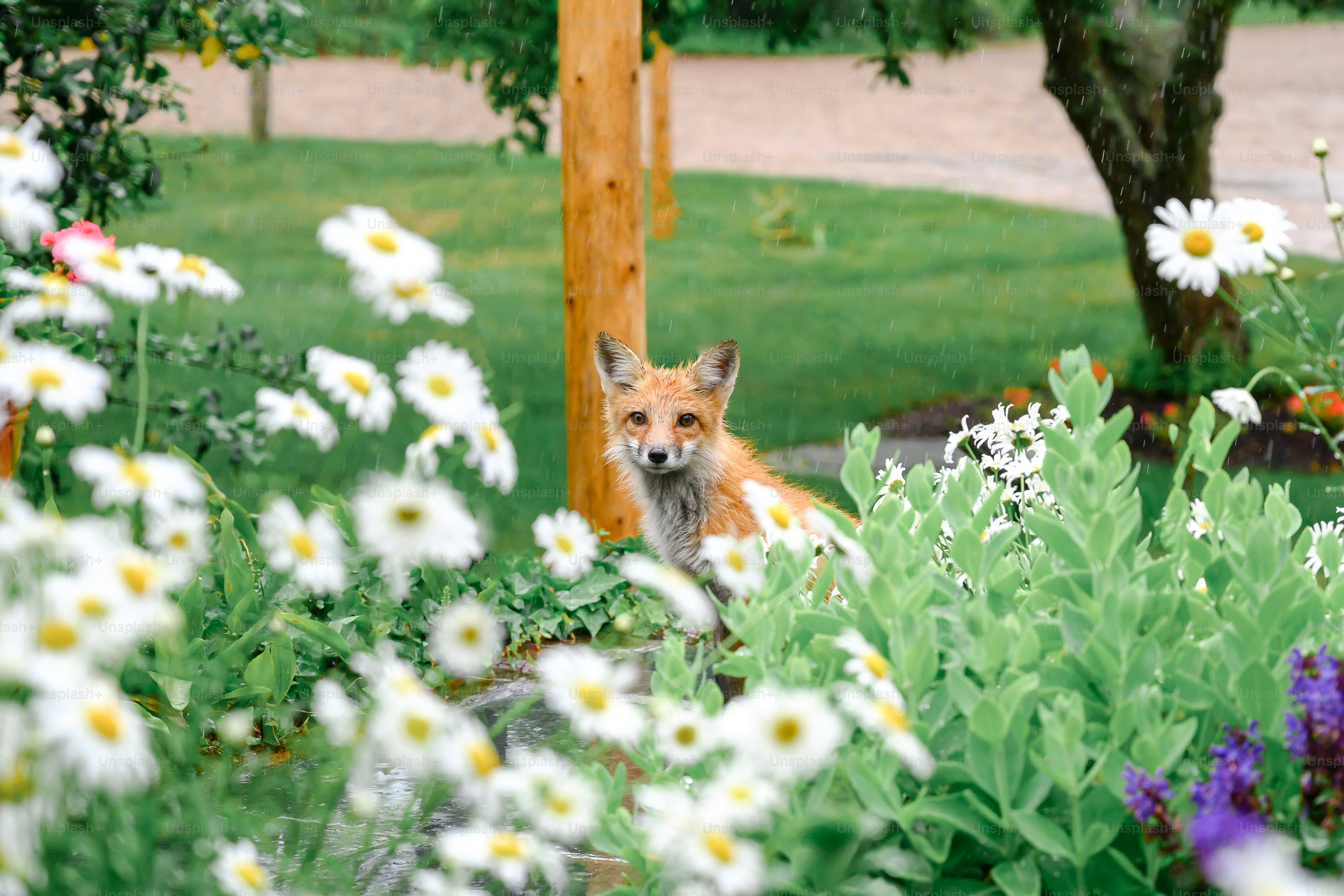 A fox is sitting in the middle of a flower garden photo – Garden Image ...