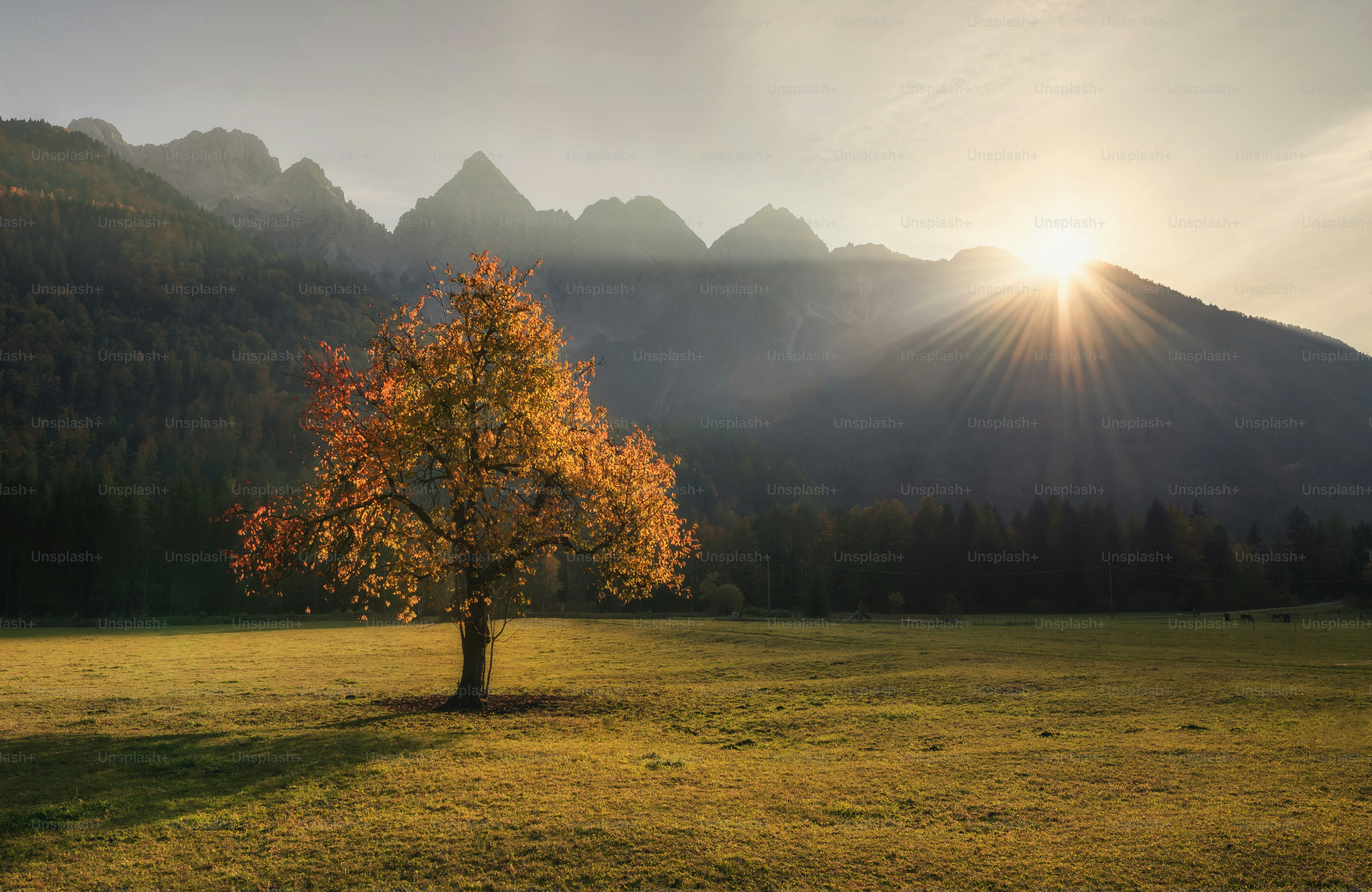 Fall | 22 best free autumn, background, fall, and outdoor photos on ...