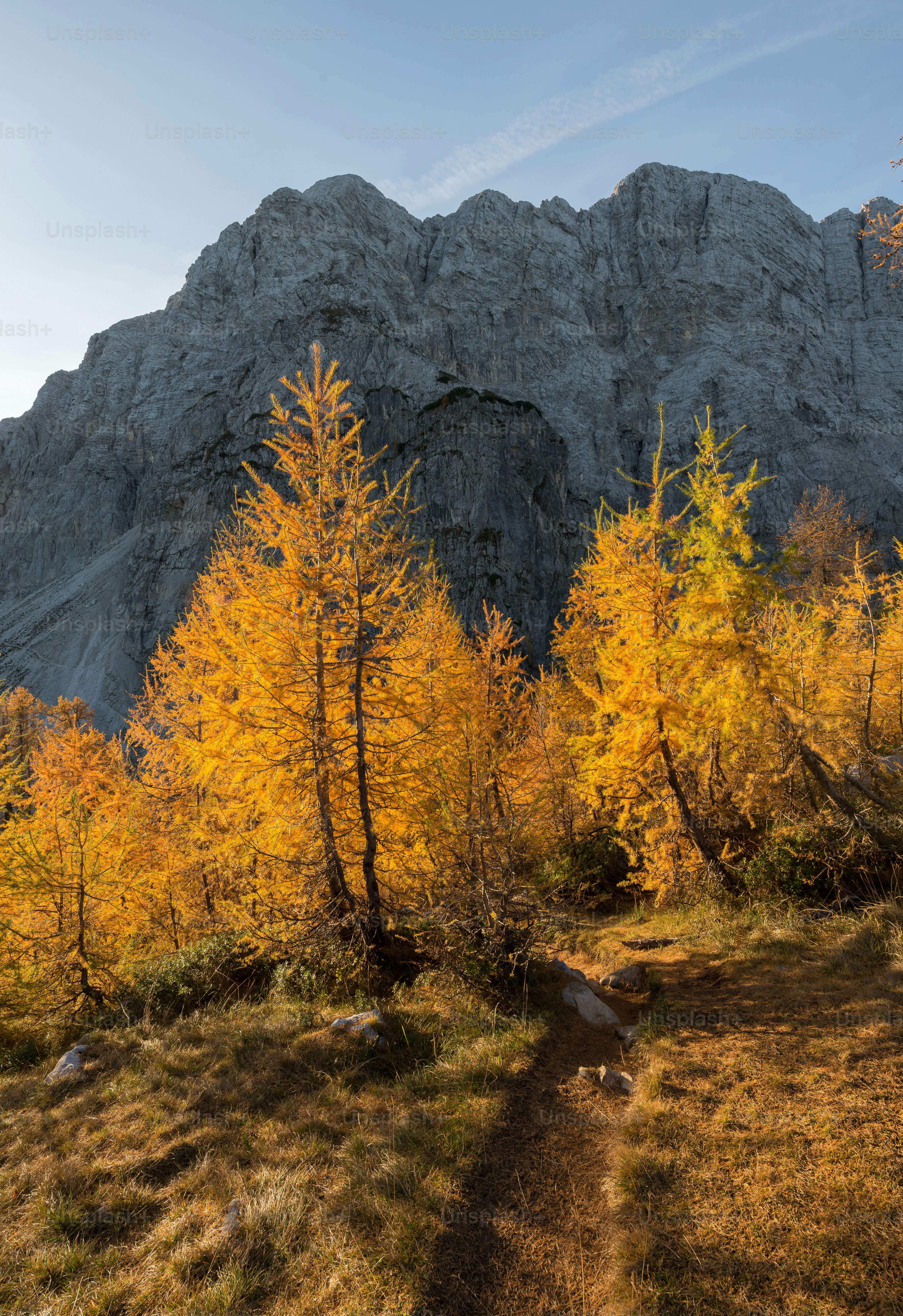 Larch Pictures | Download Free Images on Unsplash