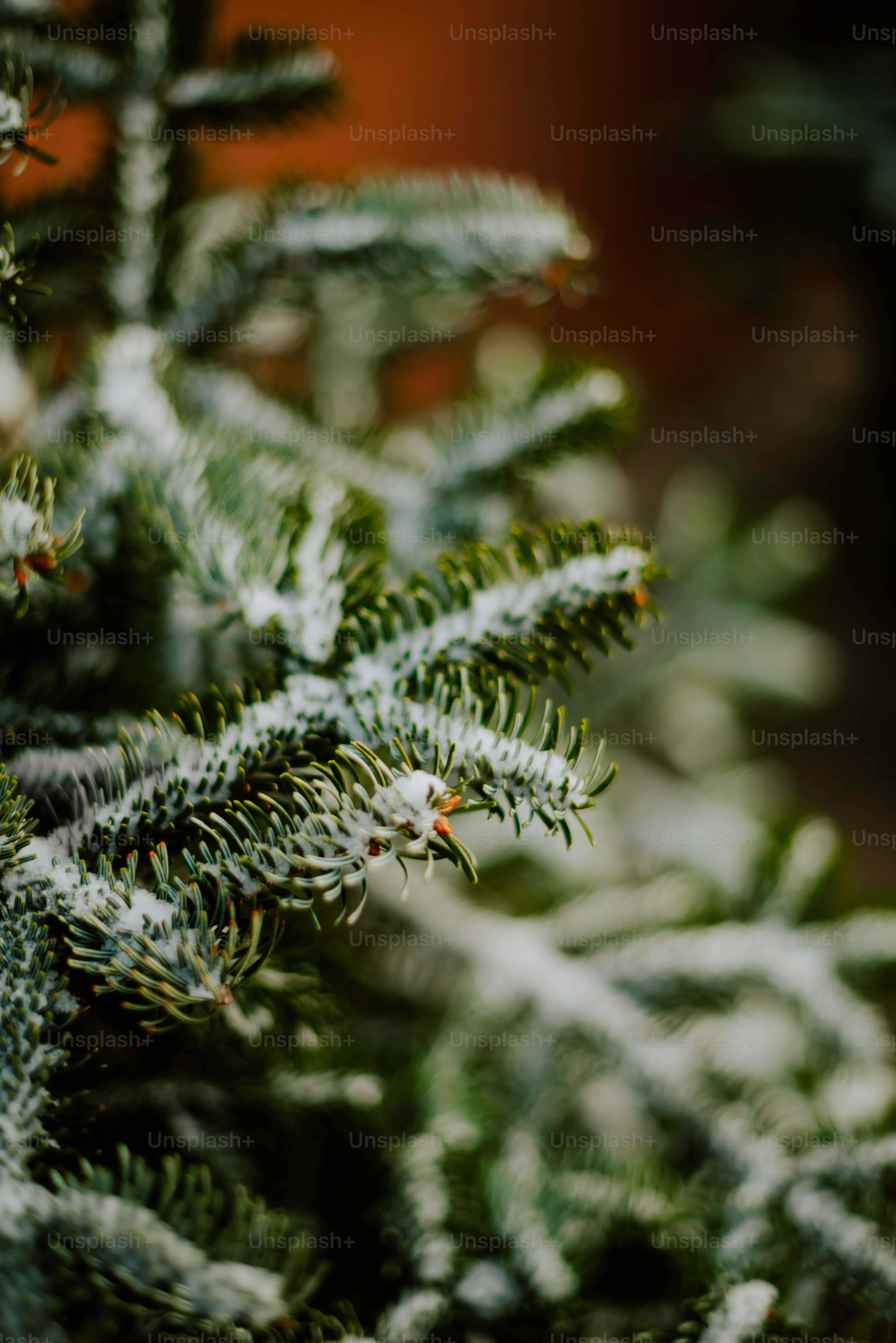 A close up of a pine tree with snow on it photo – Winter Image on Unsplash