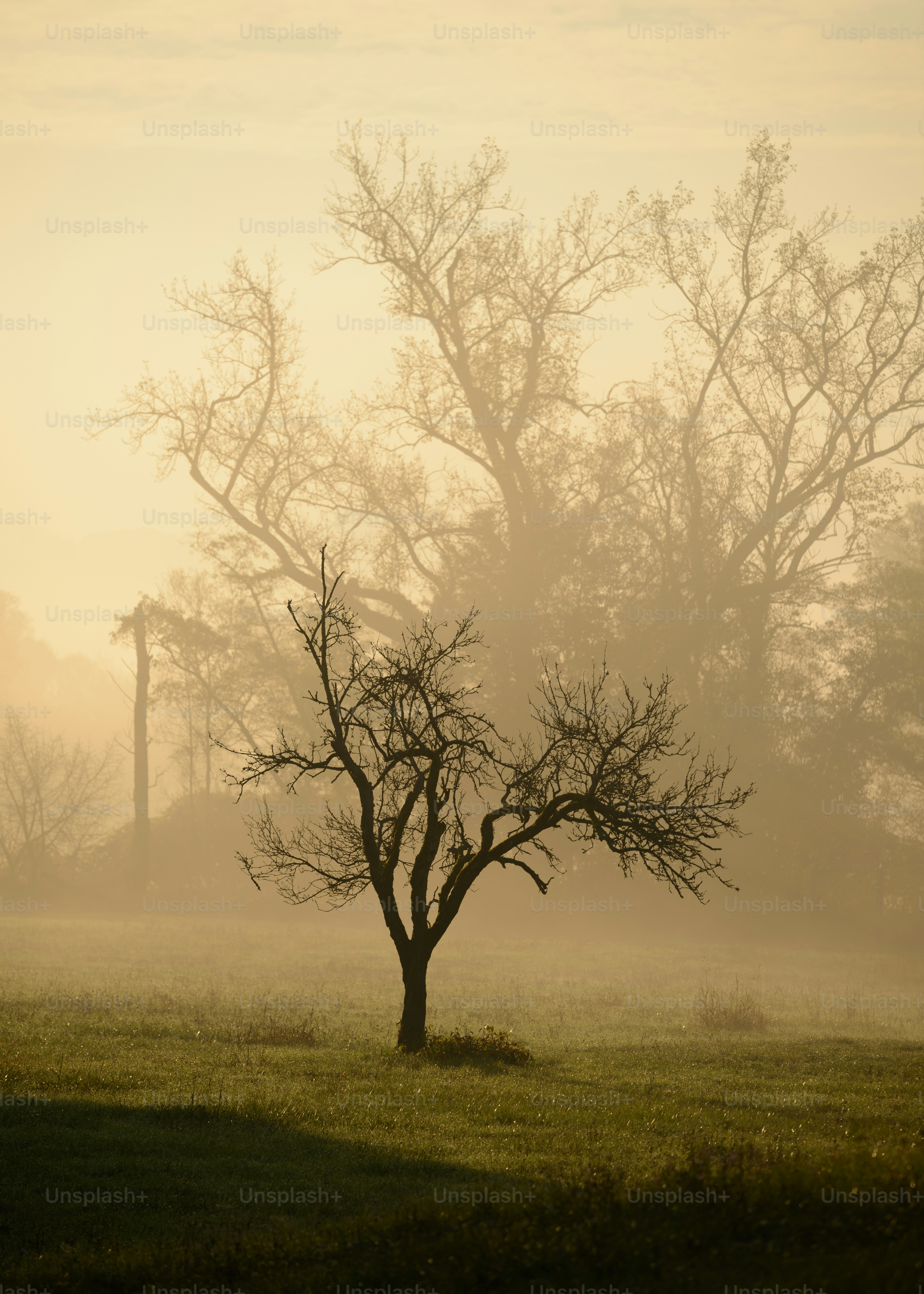 550+ Beautiful Tree Pictures | Download Free Images on Unsplash