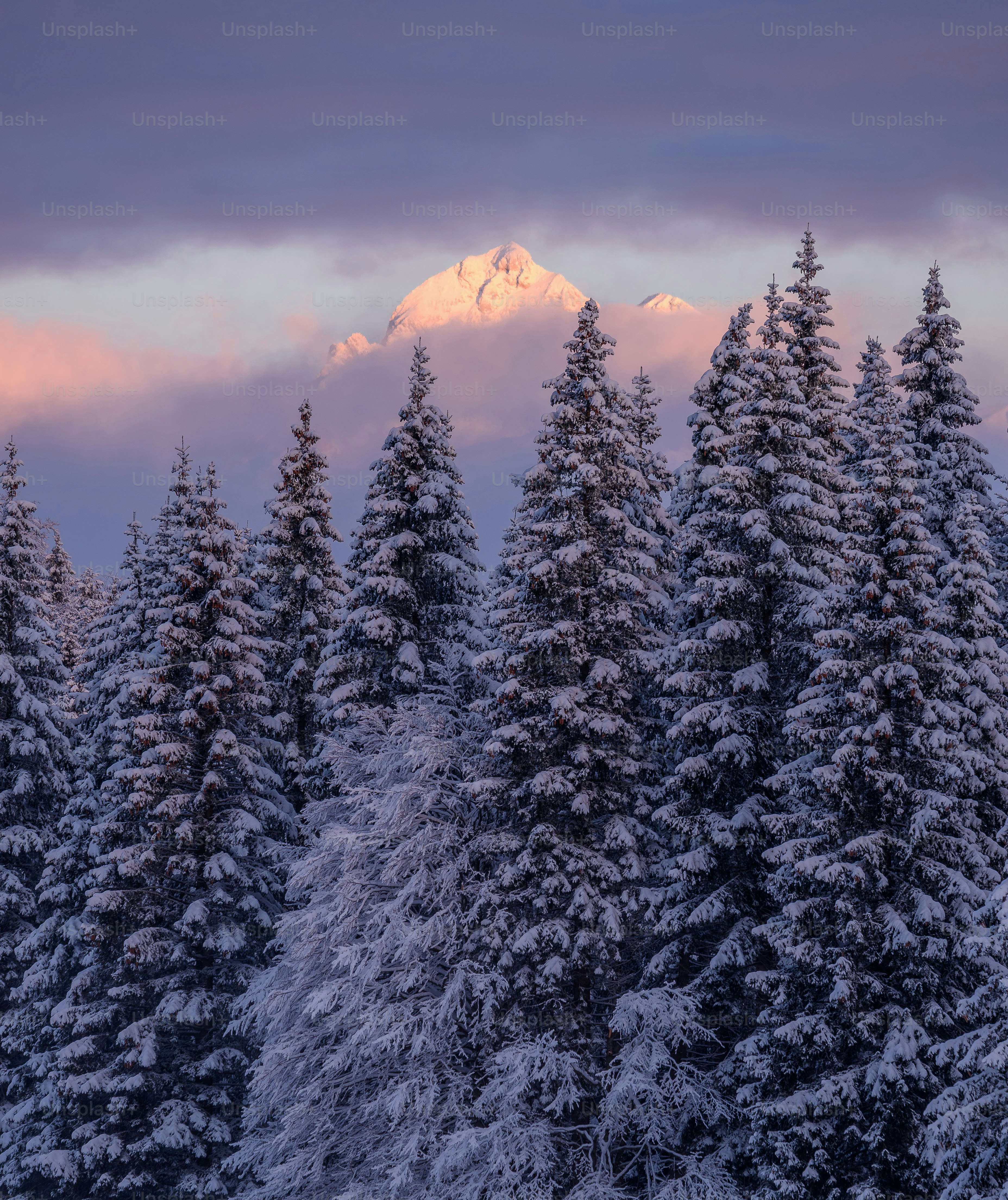 A snowy forest with a pink and purple sky photo – Snowstorm Image on ...
