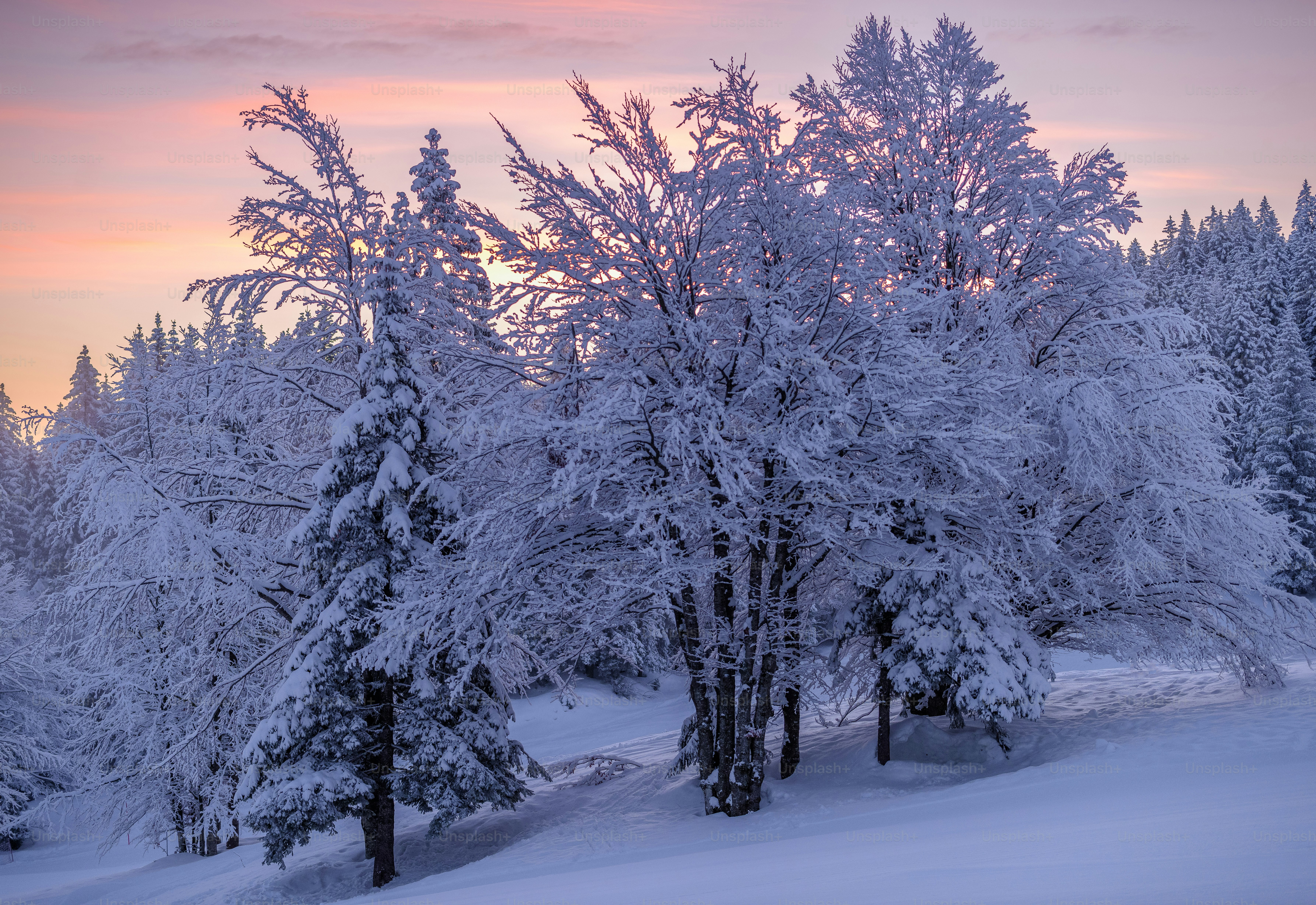 50,000+ White Christmas Pictures | Download Free Images on Unsplash