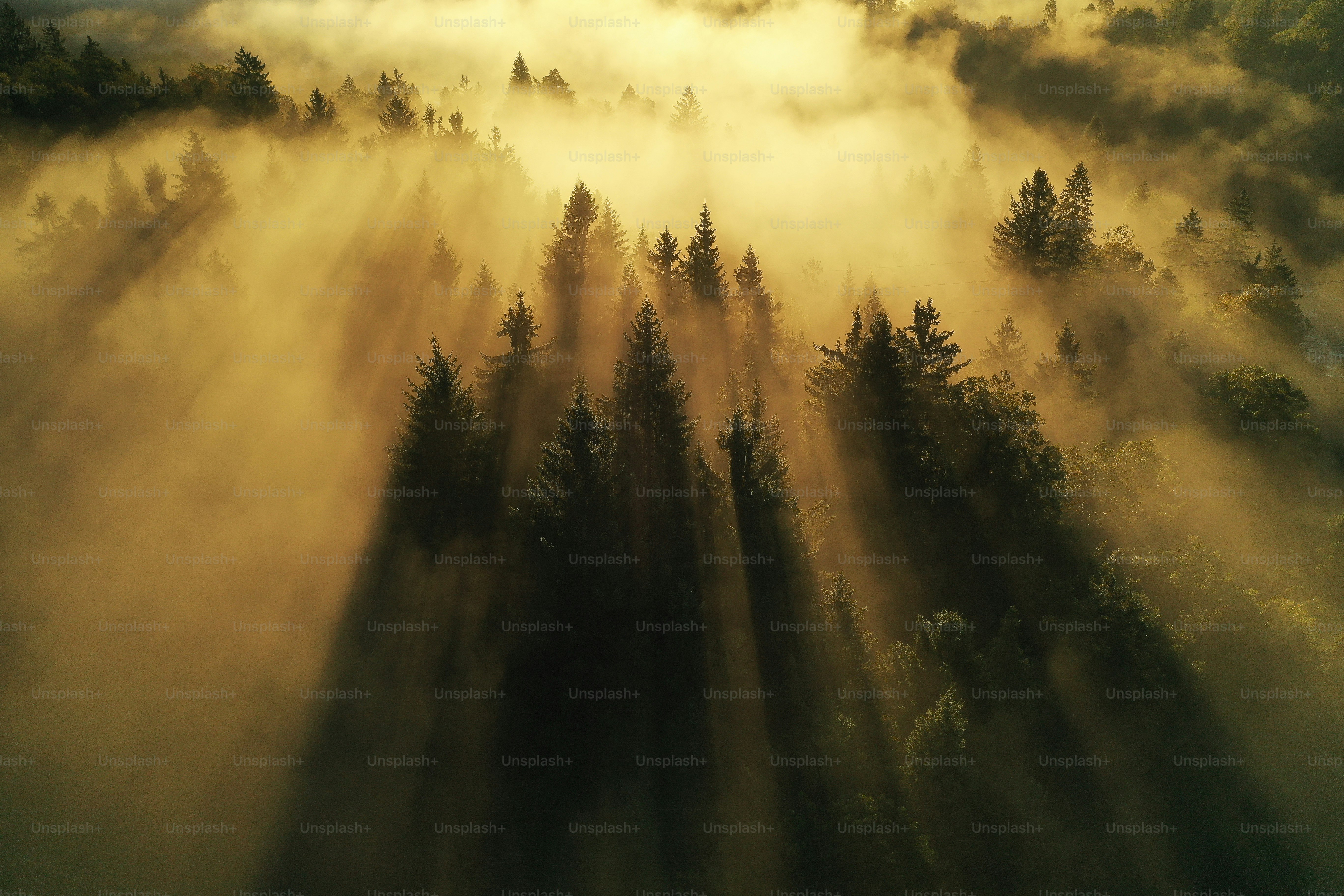 30k+ Forest Texture Pictures | Download Free Images on Unsplash