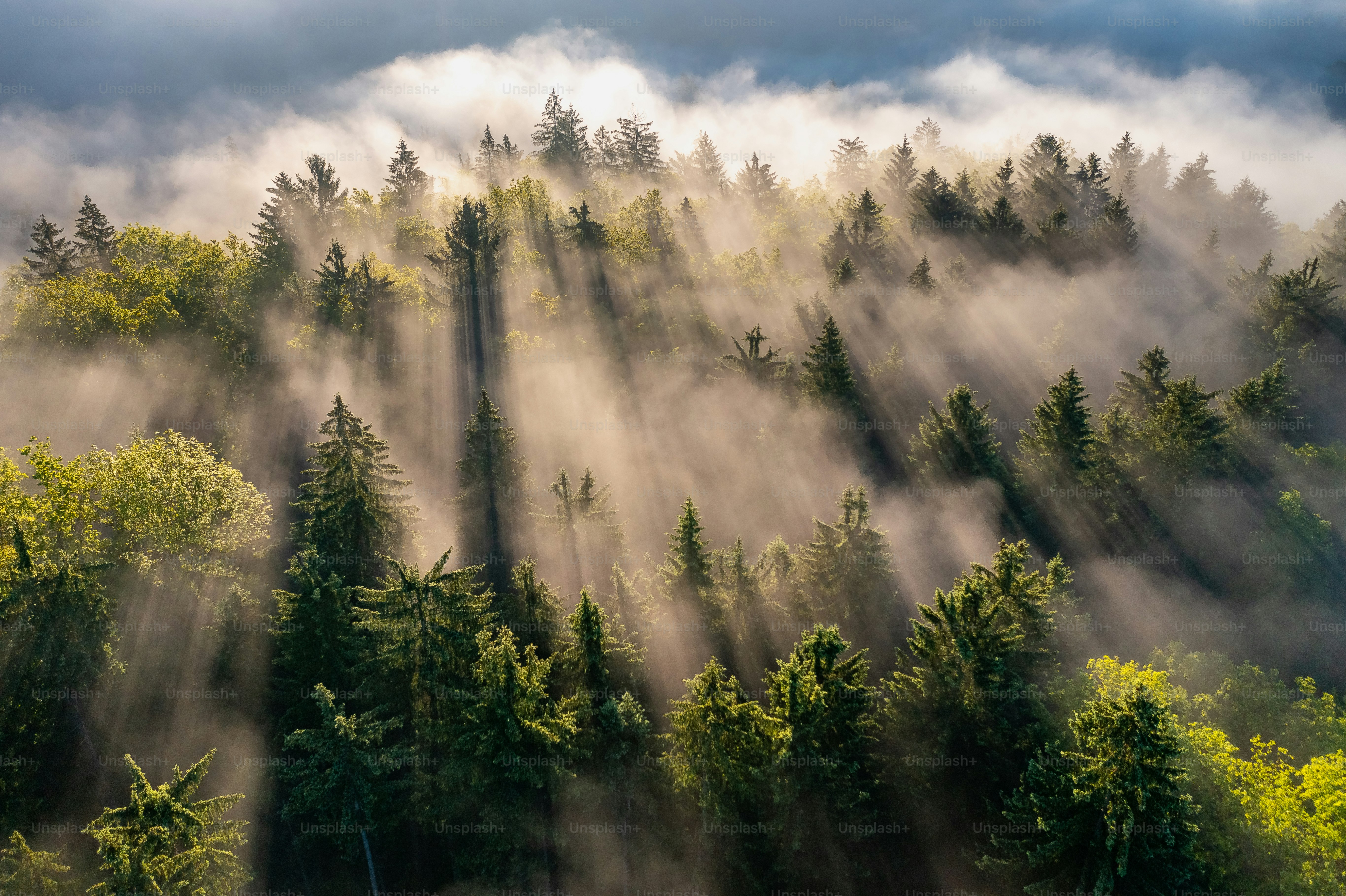 A forest of trees photo – Forest Image on Unsplash