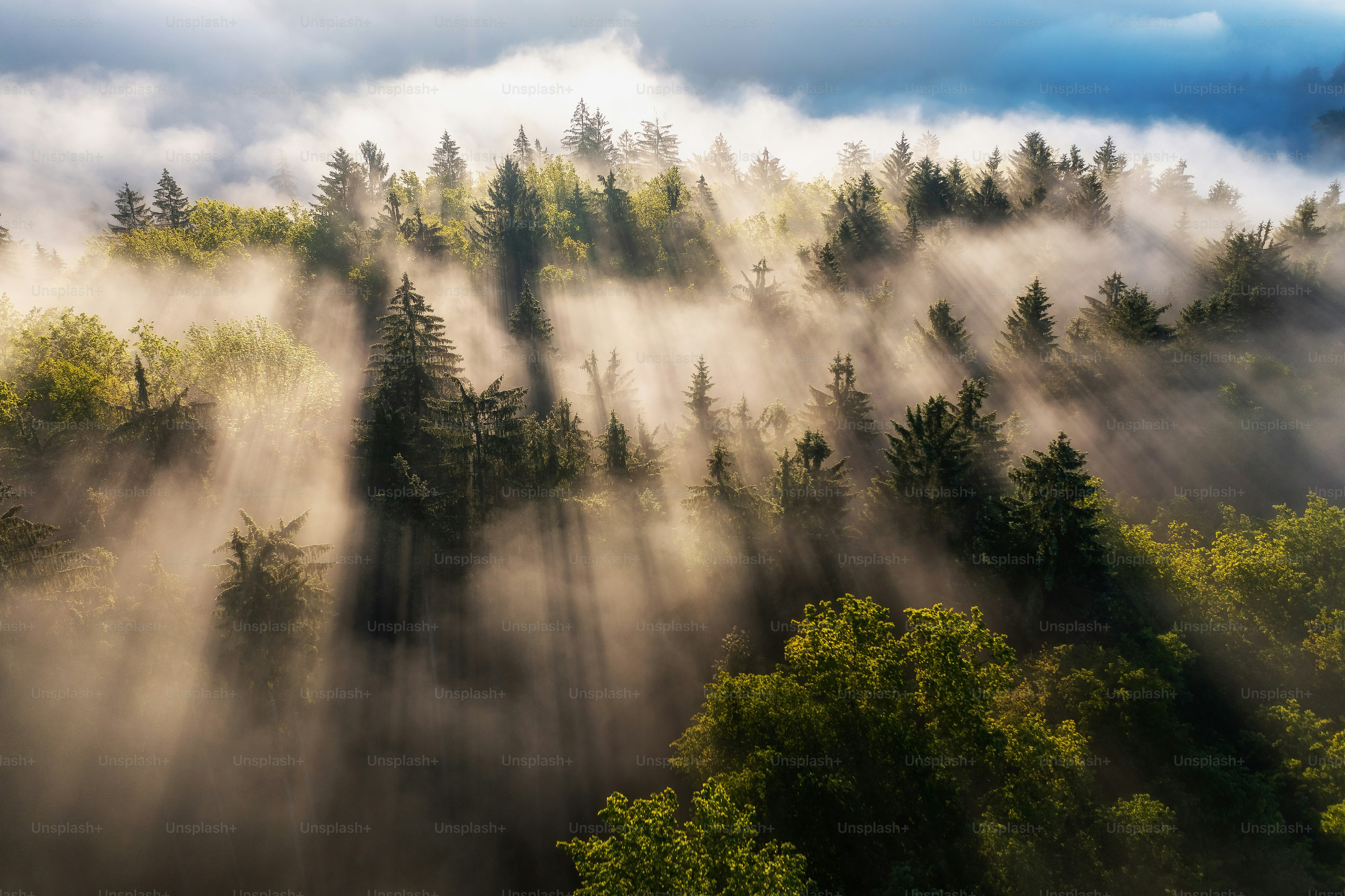 A foggy forest with trees photo – Fog Image on Unsplash