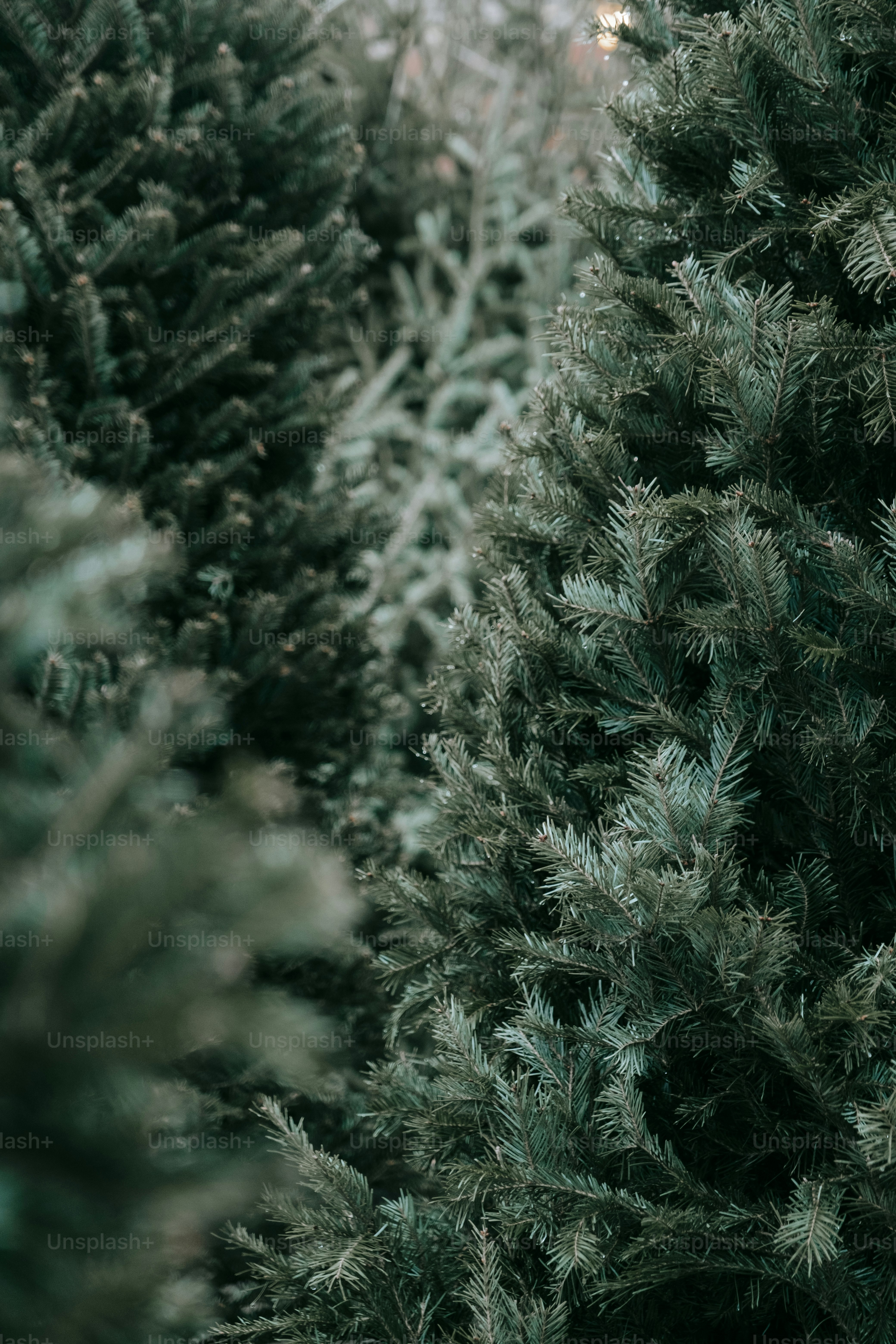 Sapin Texture Photos | Télécharger des images gratuites sur Unsplash