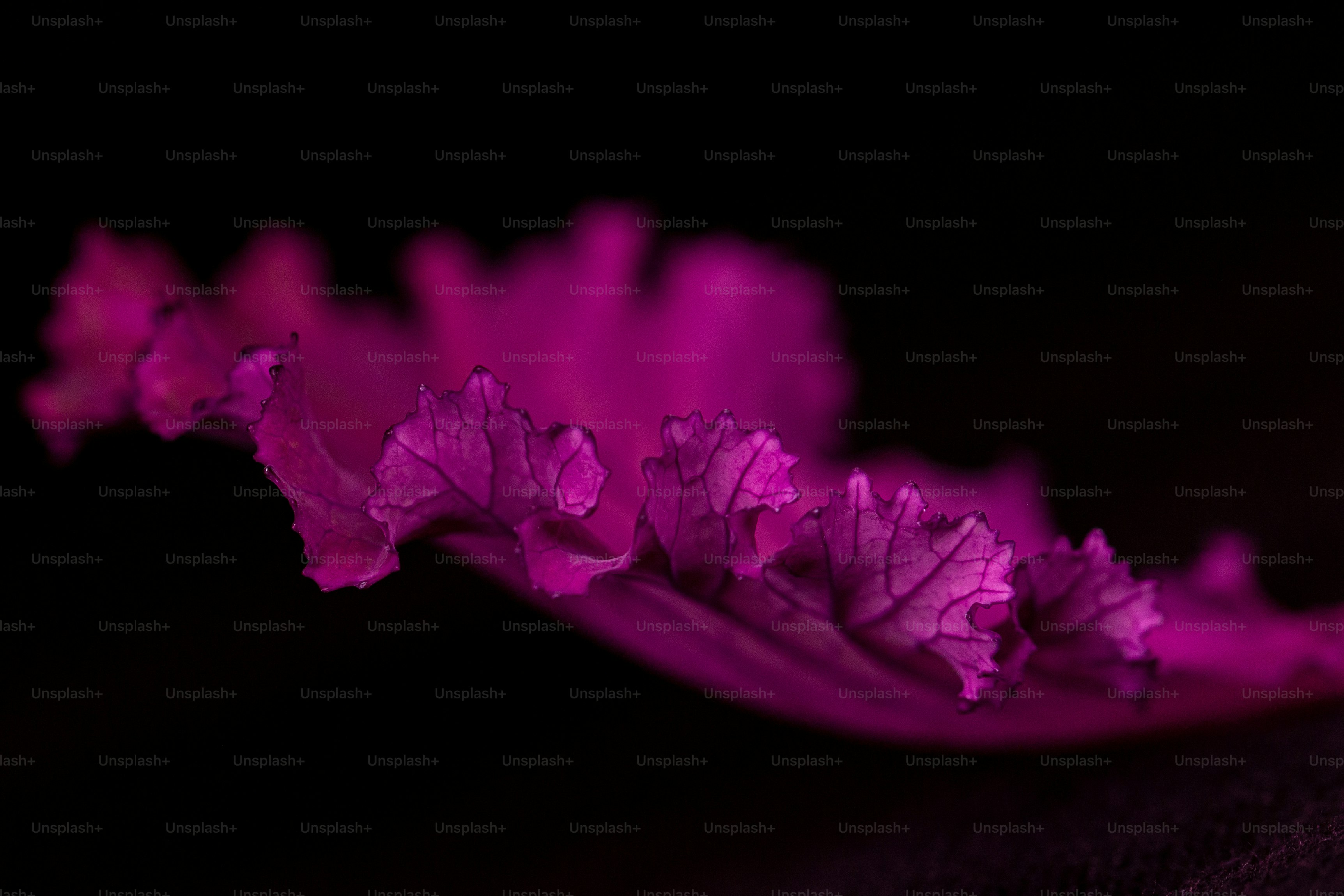 A close up of a flower photo – Early spring Image on Unsplash