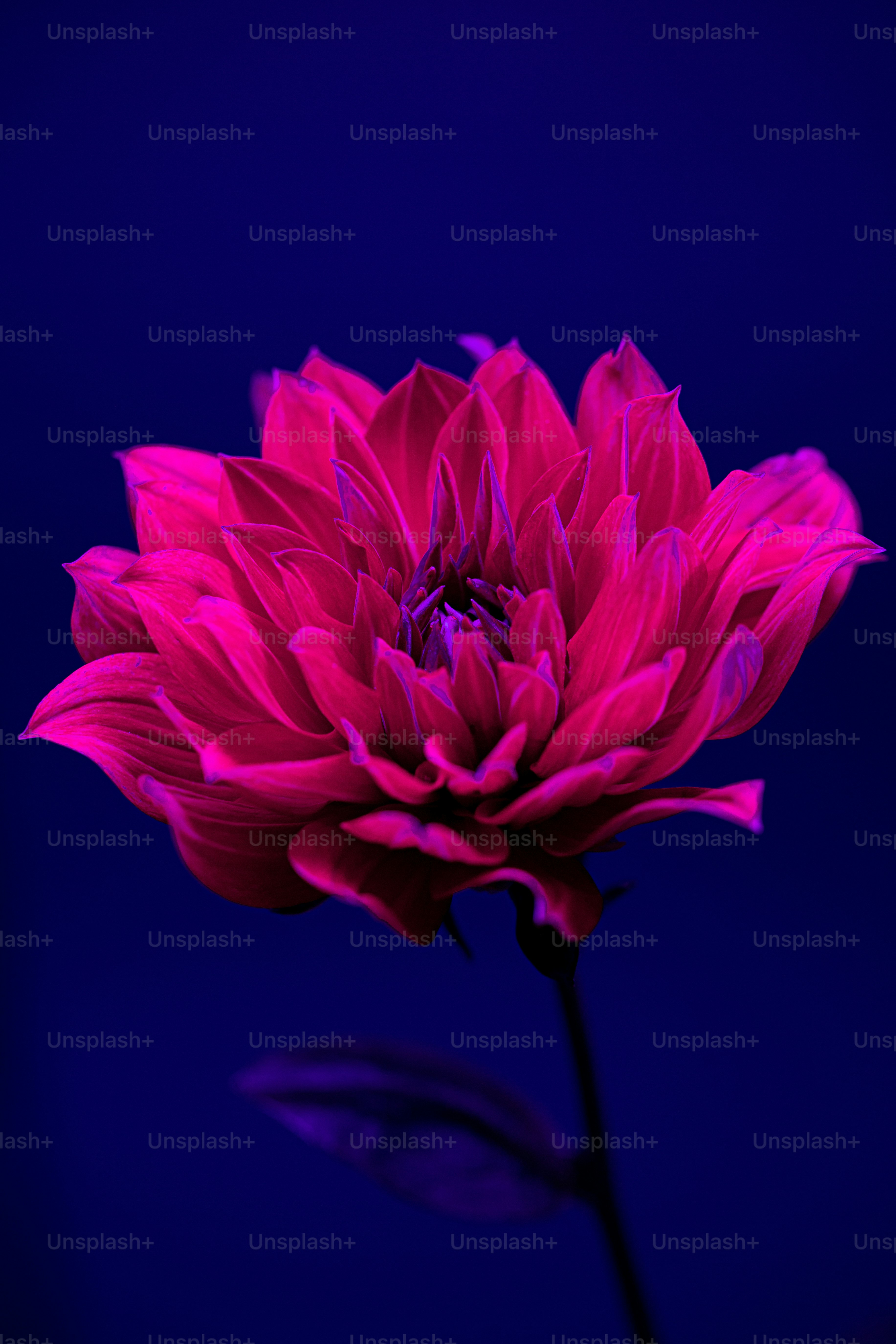 A close up of a flower photo – Early spring Image on Unsplash