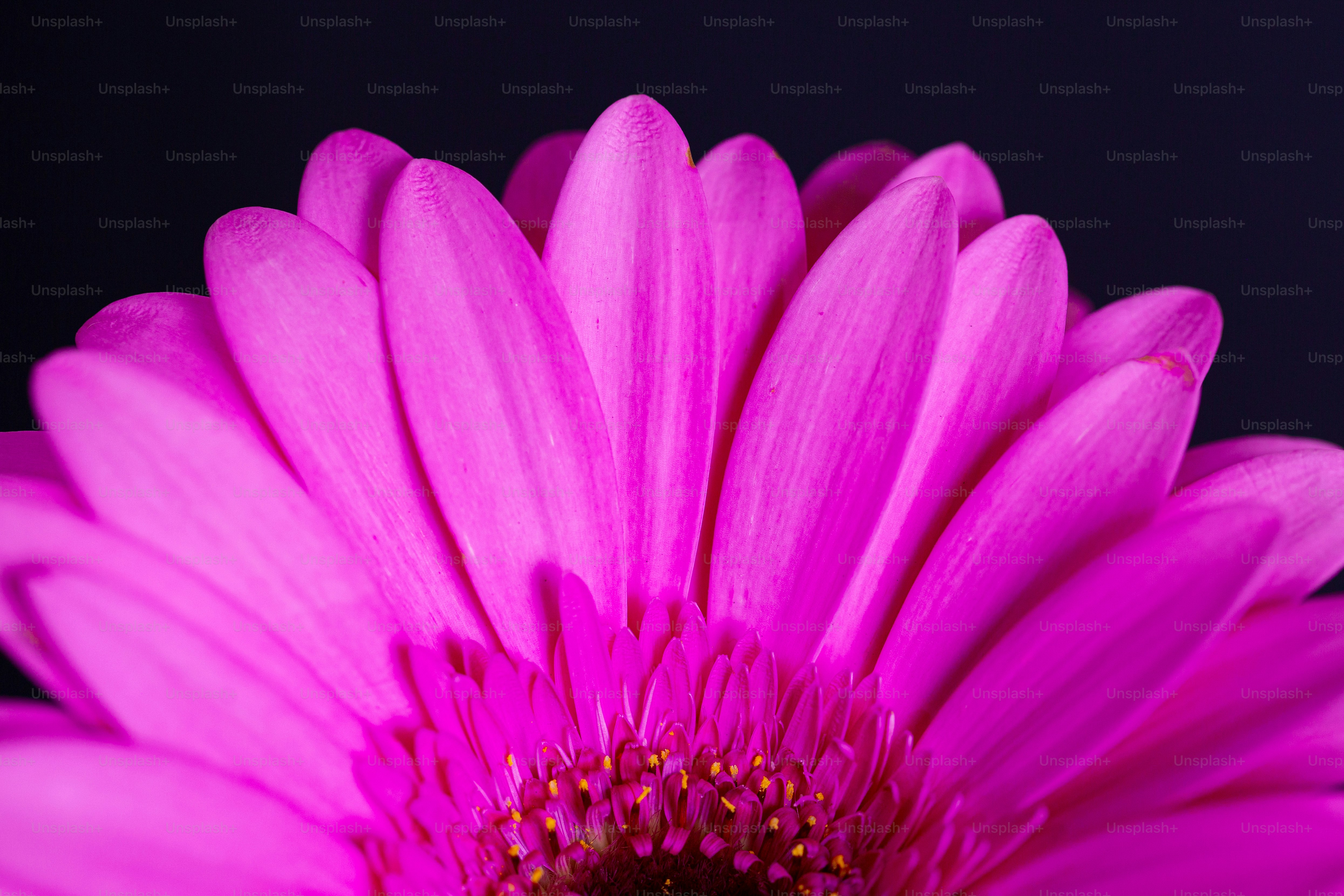 Eine Nahaufnahme von lila Blumen Foto – Bild zum Thema Blume auf Unsplash