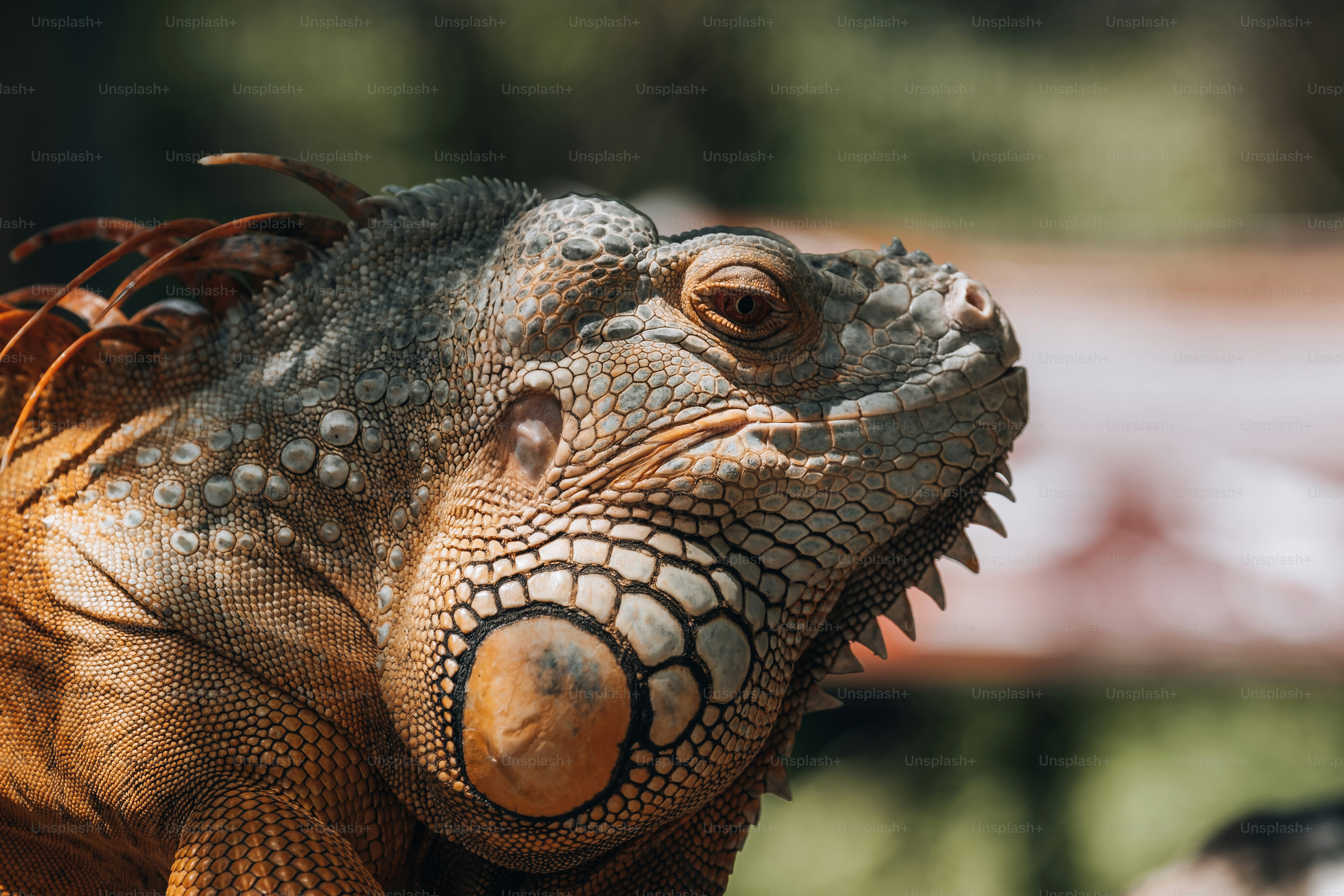 A close up of a lizard photo – Bali Image on Unsplash